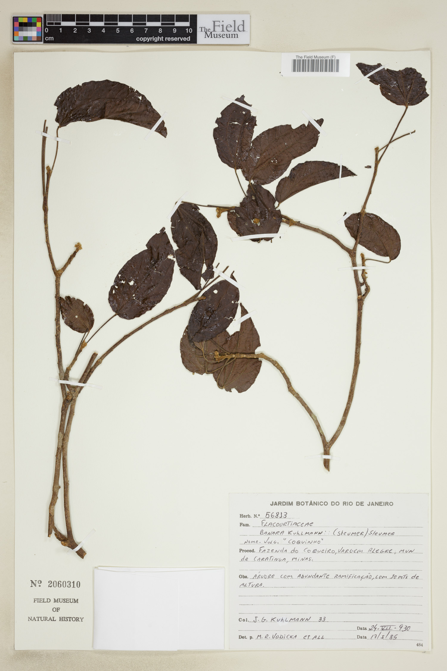 Macrothumia M.H.Alford