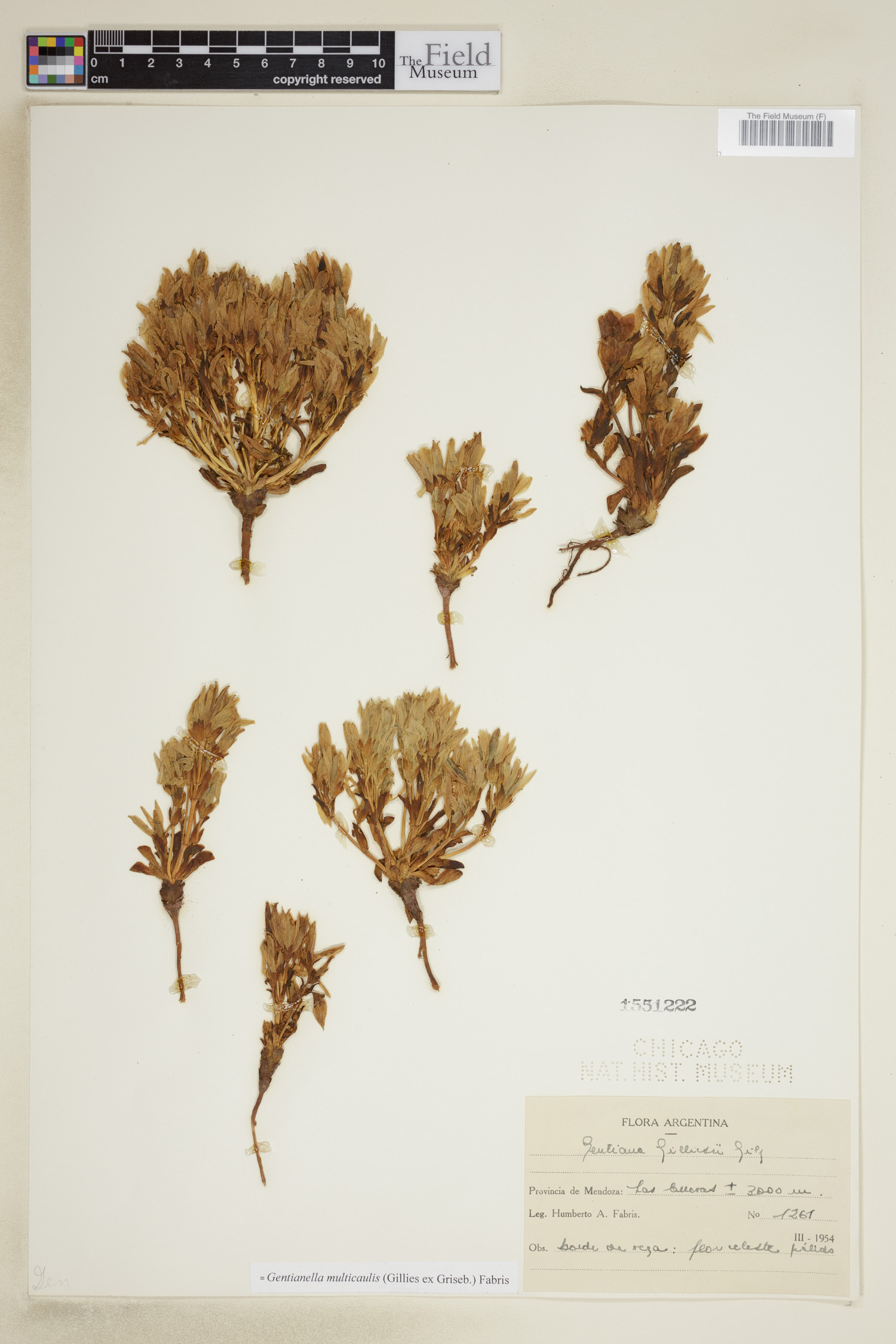 Gentianella multicaulis (Gillies ex Griseb.) Fabris