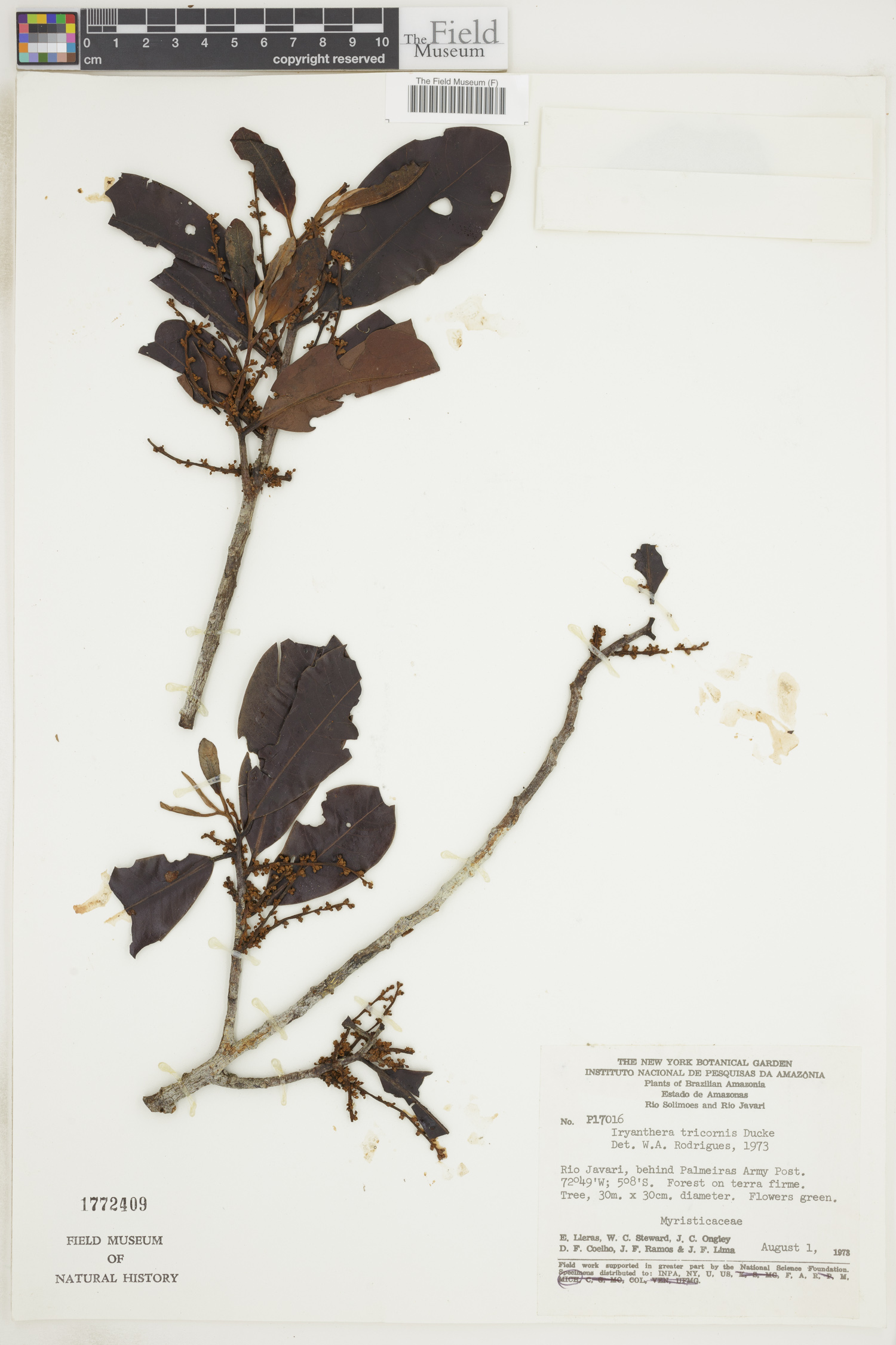Iryanthera tricornis | Herbário Rapid Reference | The Field Museum
