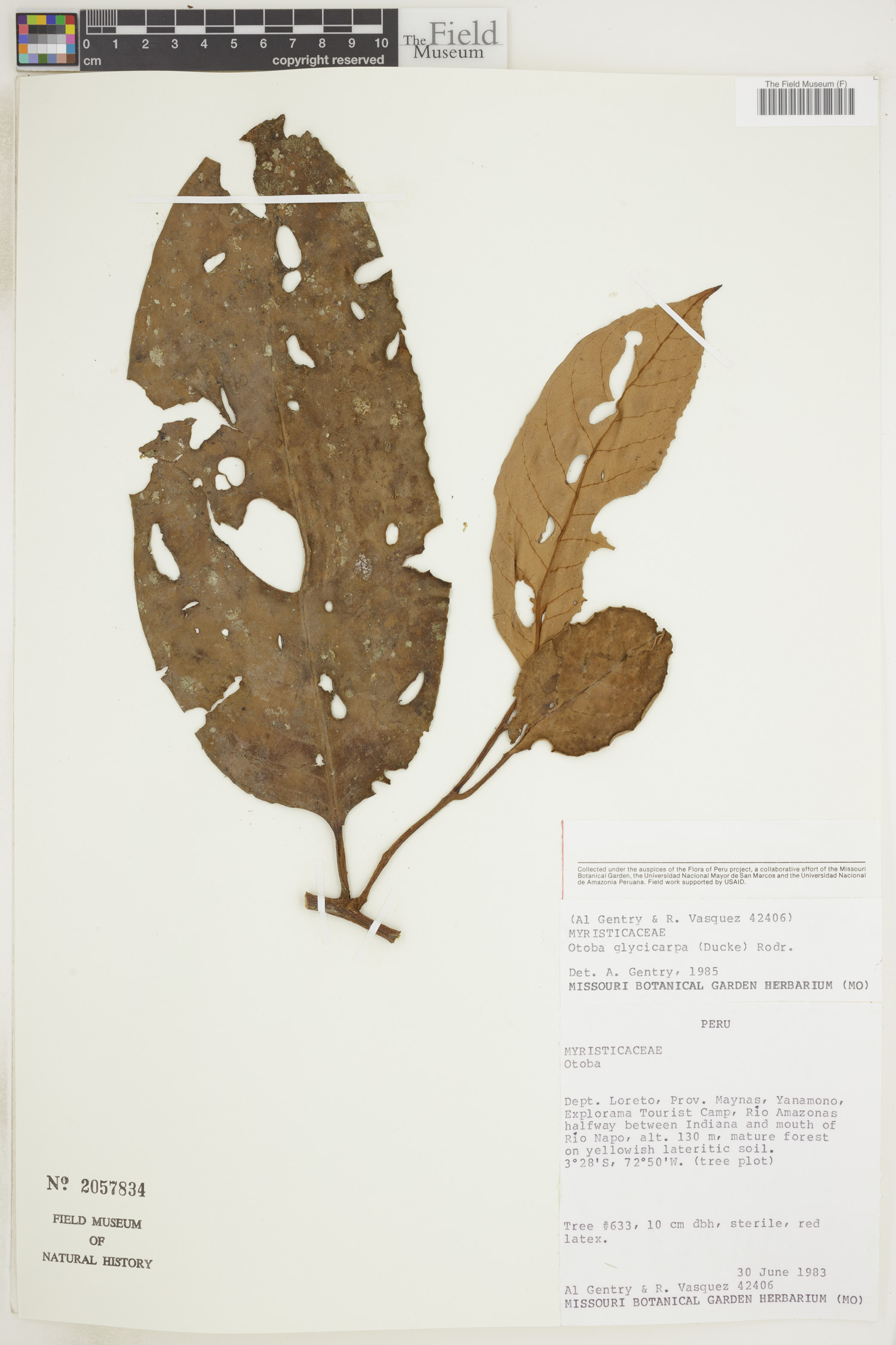 Otoba glycycarpa | Rapid Reference | The Field Museum