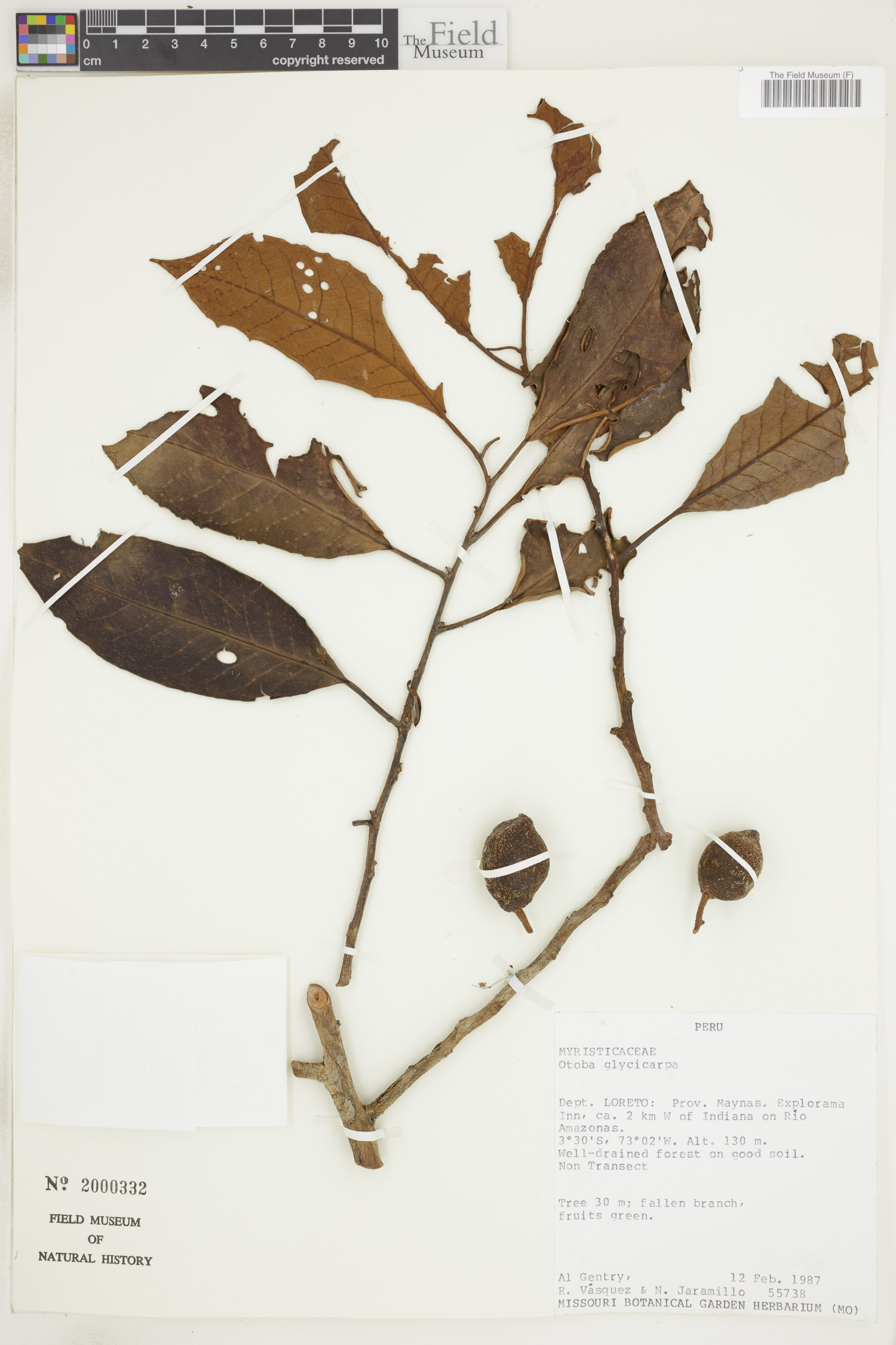 Otoba glycycarpa | Herbário Rapid Reference | The Field Museum