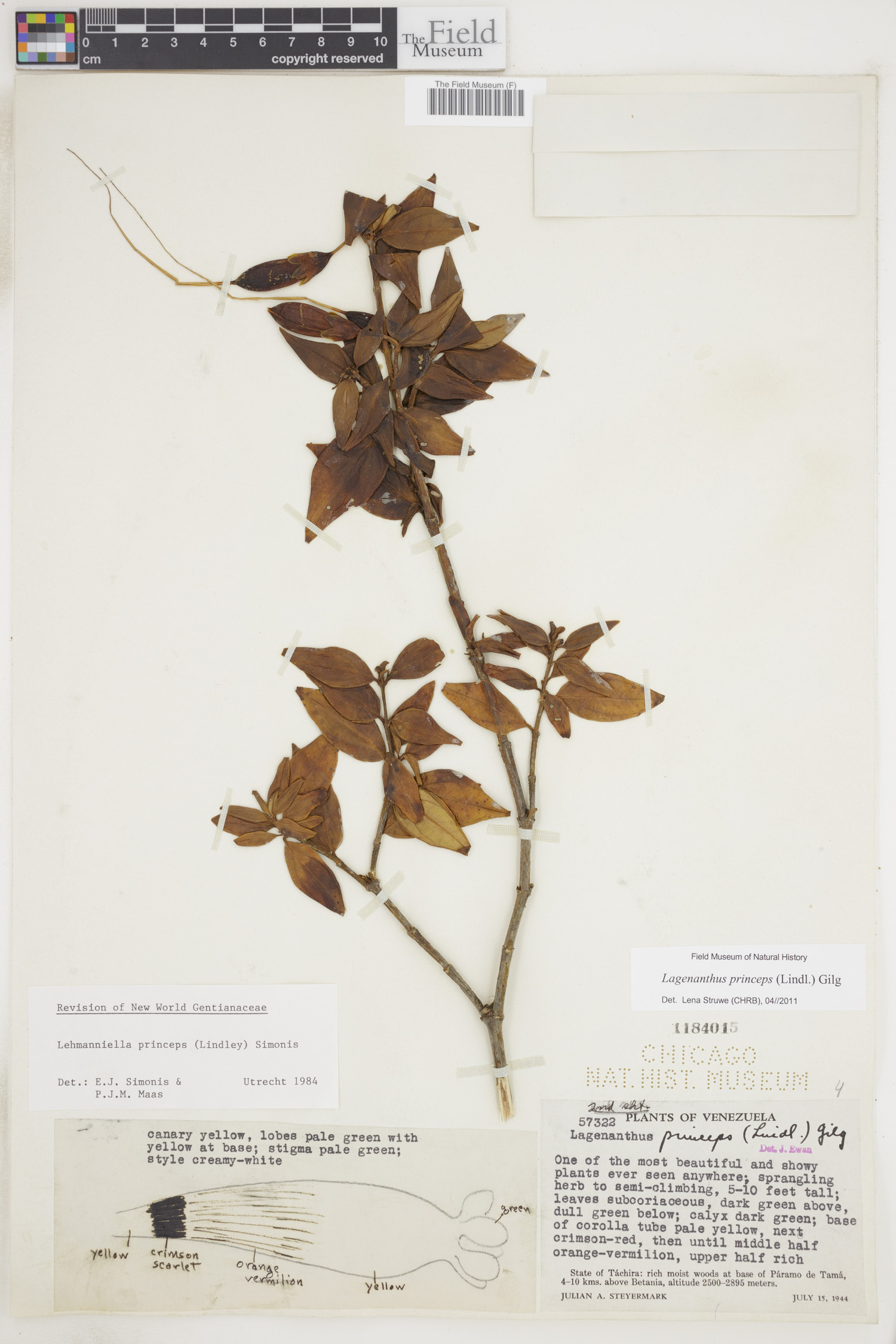 Lagenanthus princeps | Rapid Reference | The Field Museum