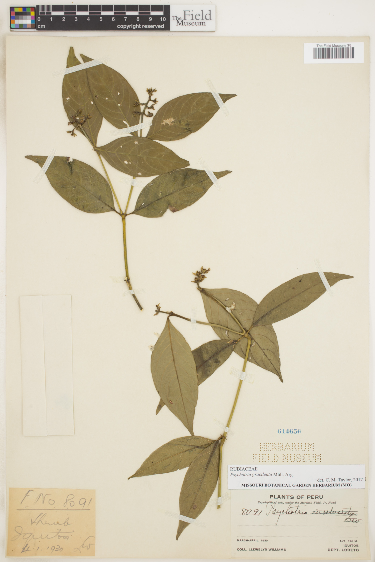 HVAA Detailed Collection Record Information