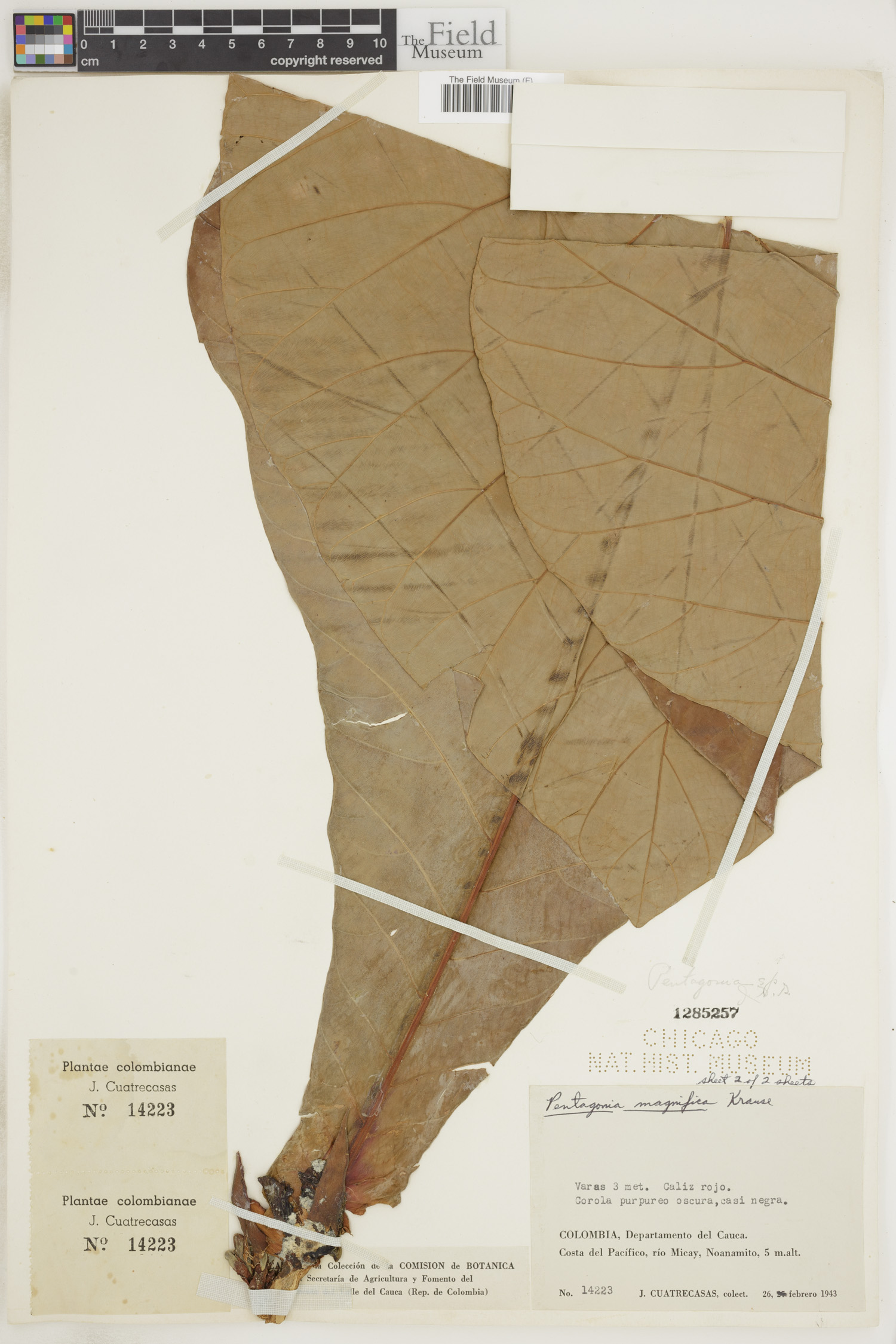 HVAA - Occurrence Profile