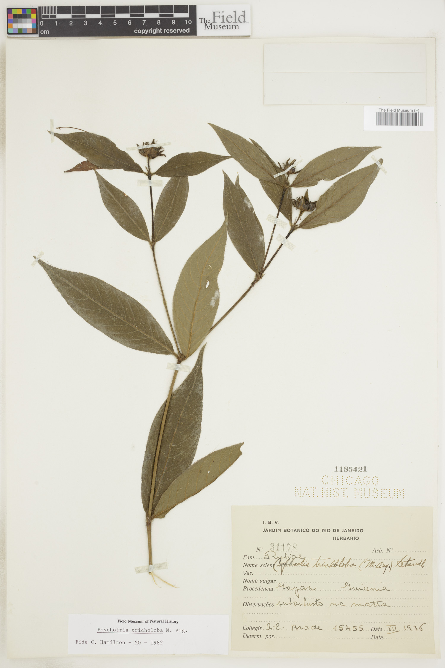 HVAA - Occurrence Profile