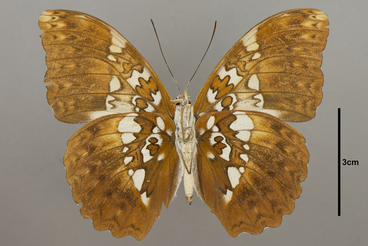 FMNH FMNHINS 0000 124 758 | Zoological Collections