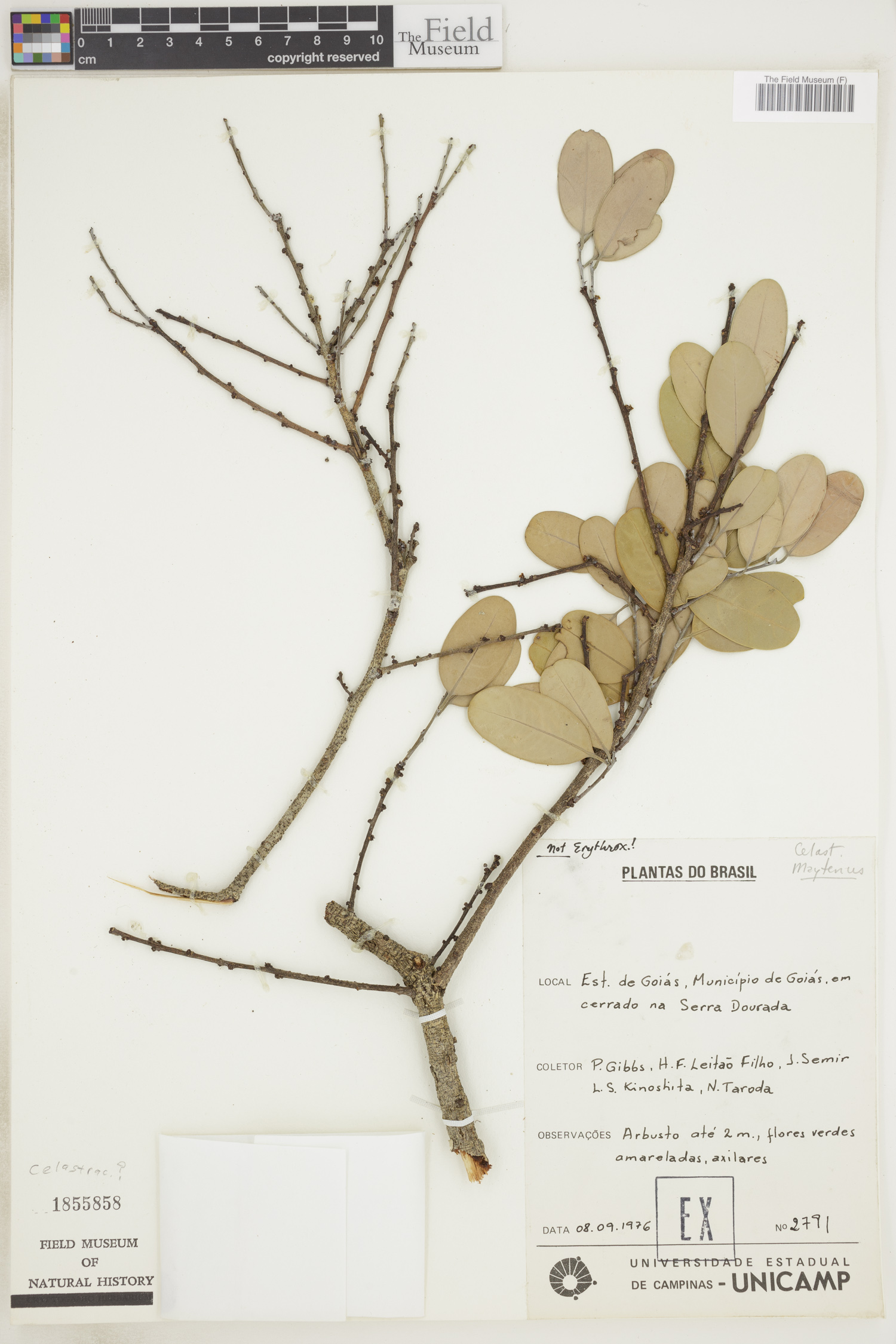 Salacia crassifolia (Mart.) G.Don
