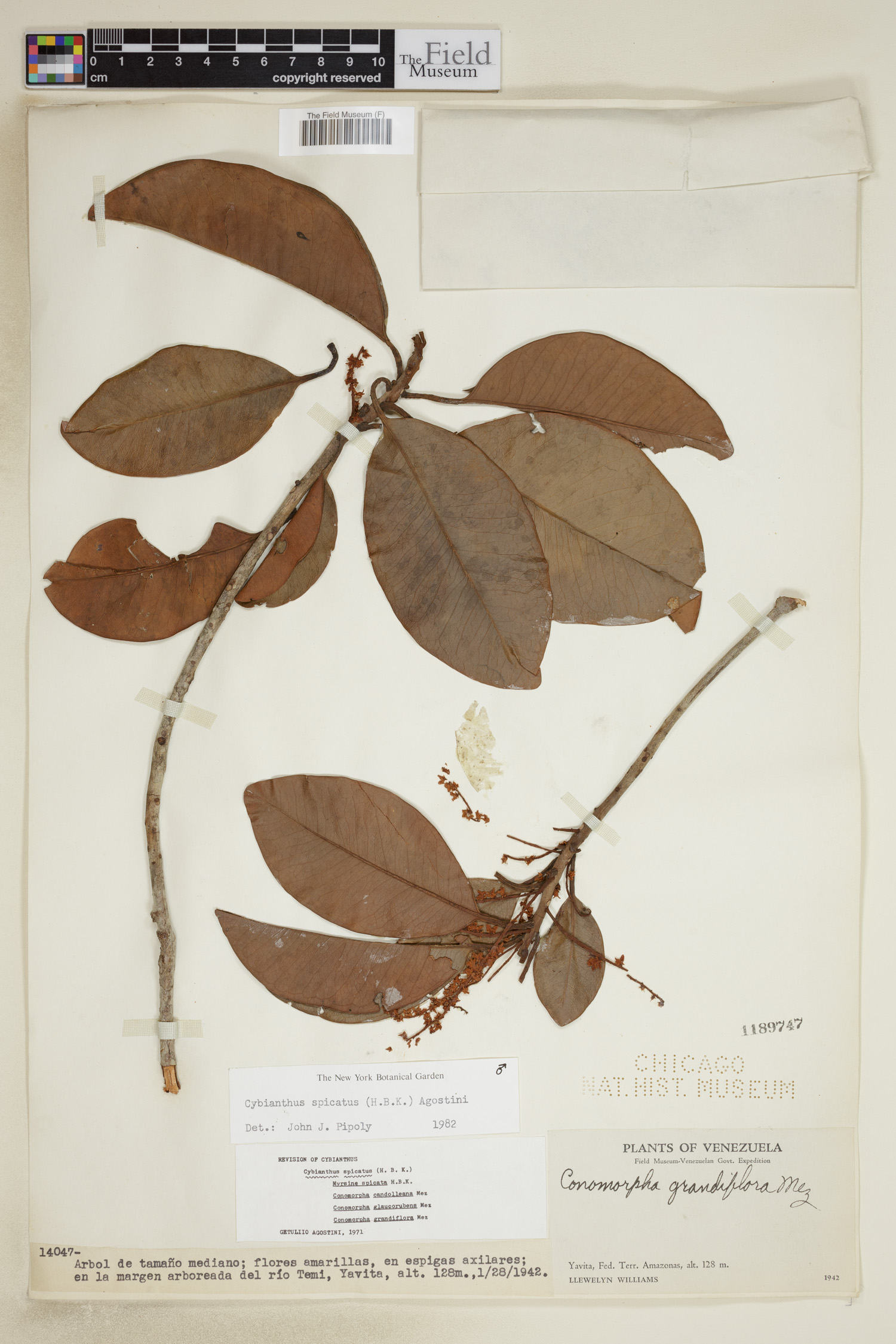 Ll. Williams | Botanical Collections