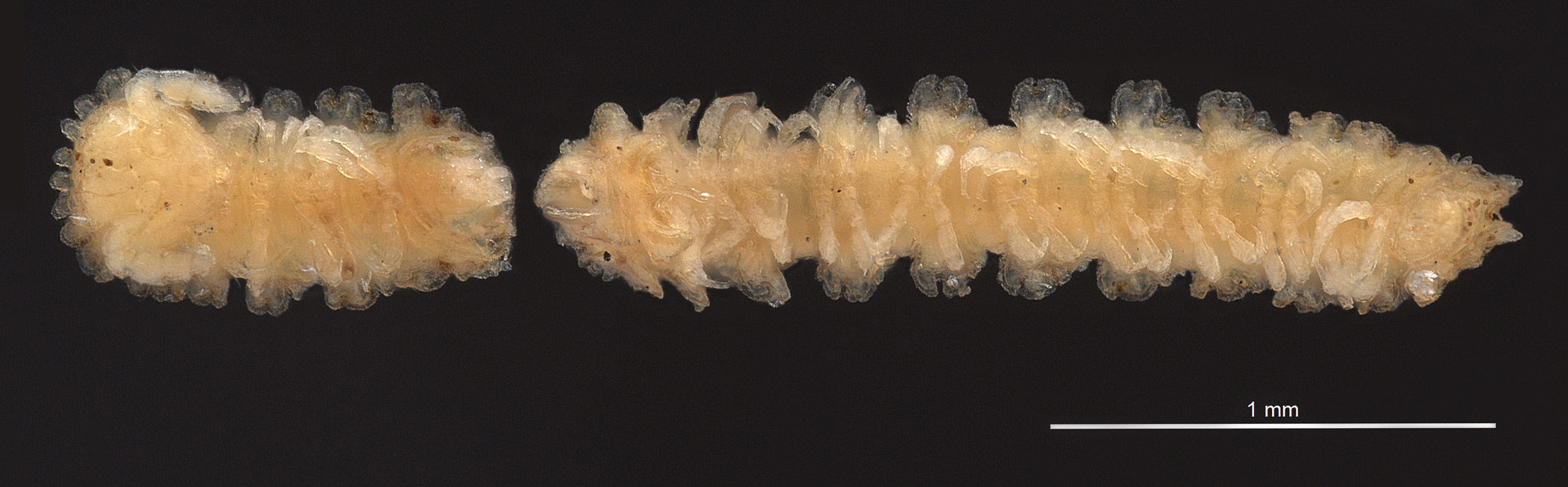 Pyrgodesmidae