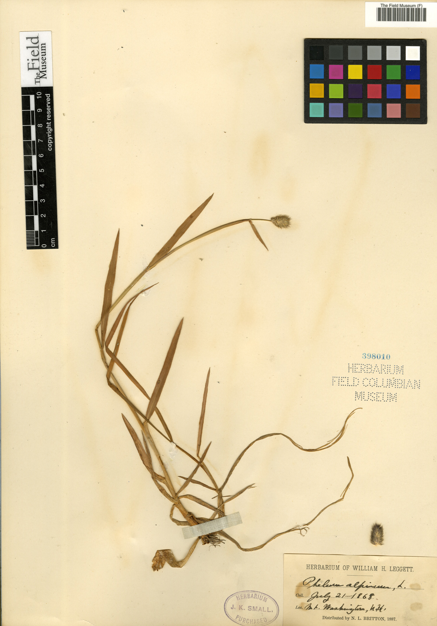 N. L. Britton | Botanical Collections
