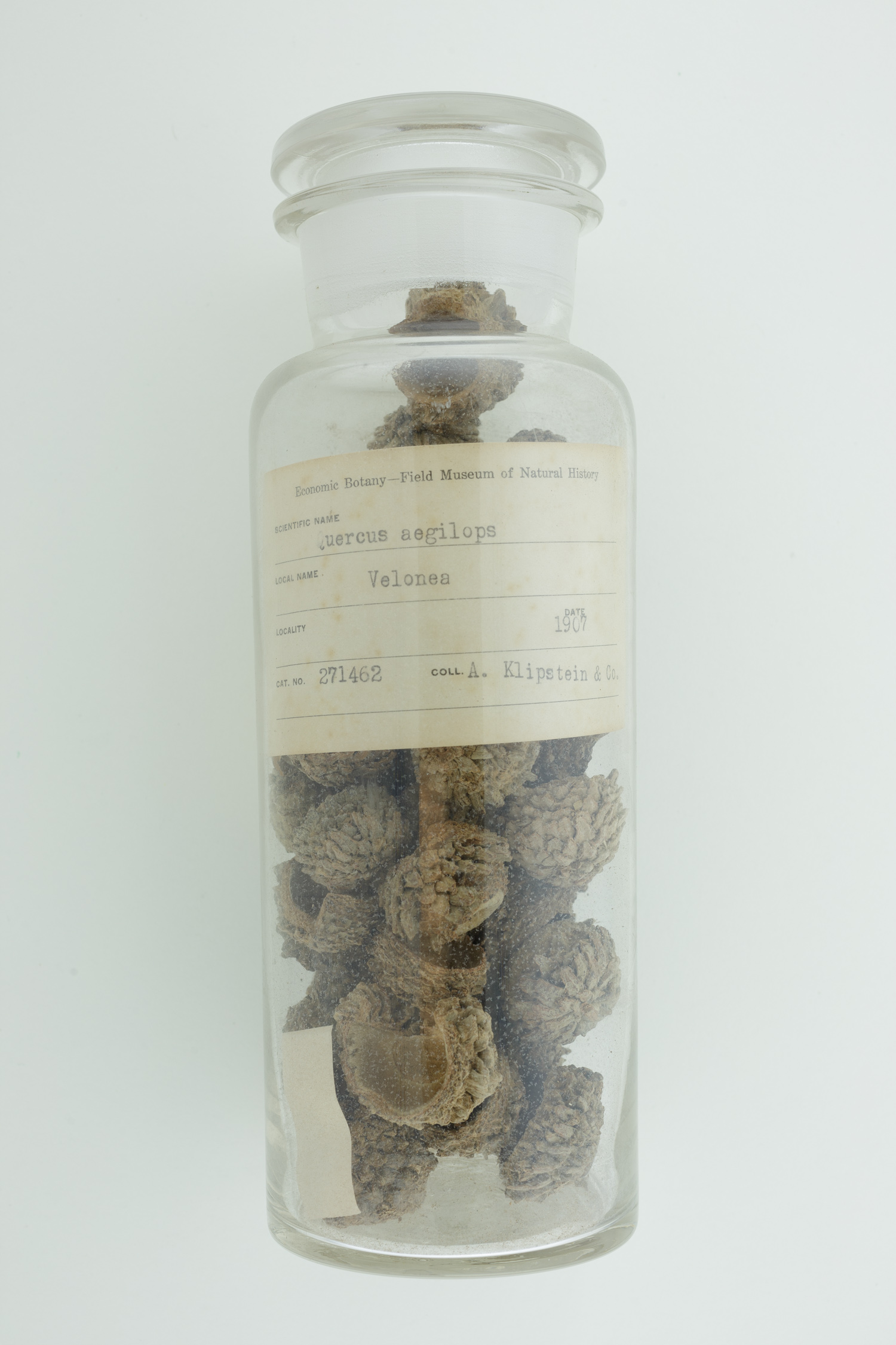 Media | Botanical Collections