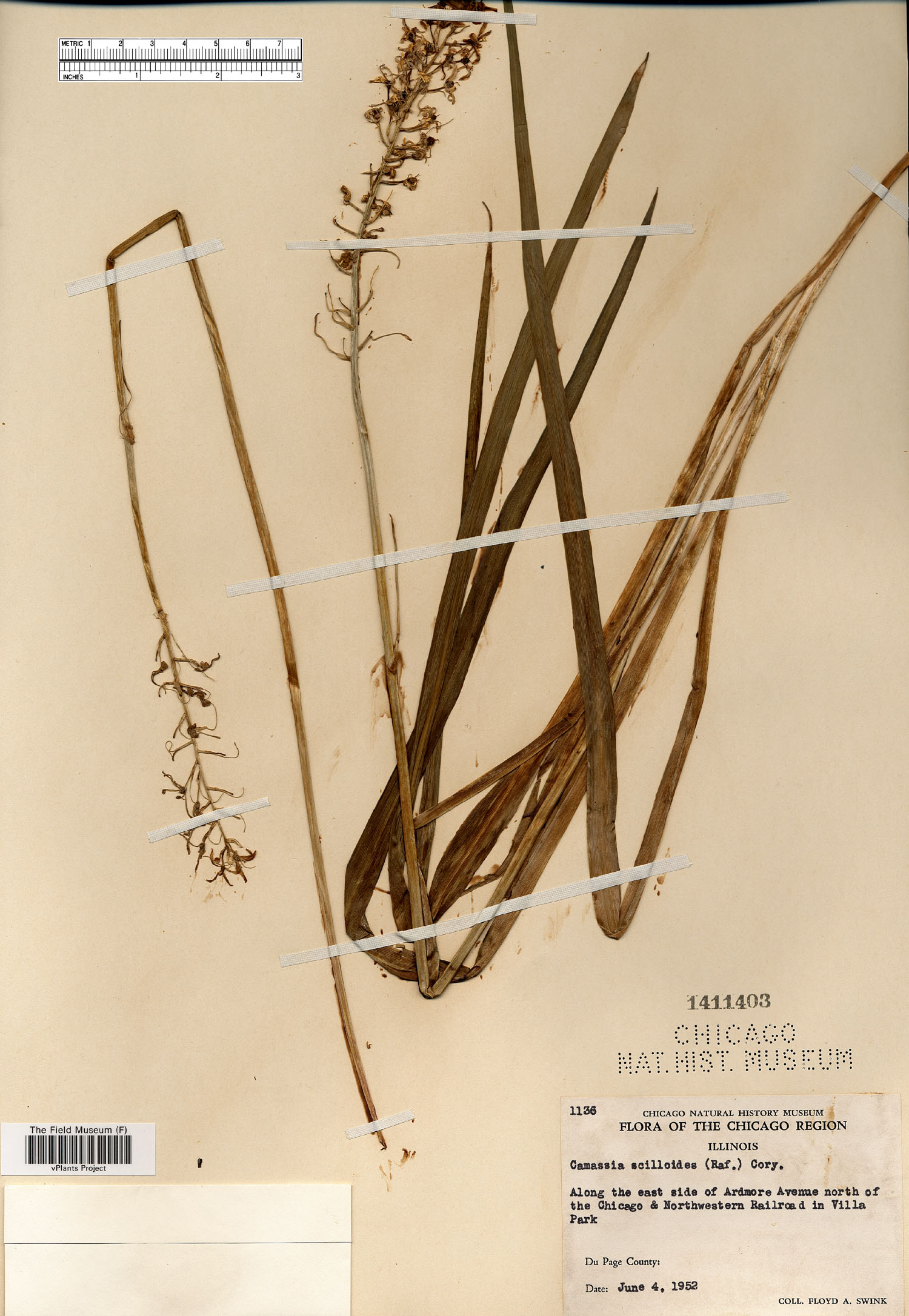 F. A. Swink | Botanical Collections