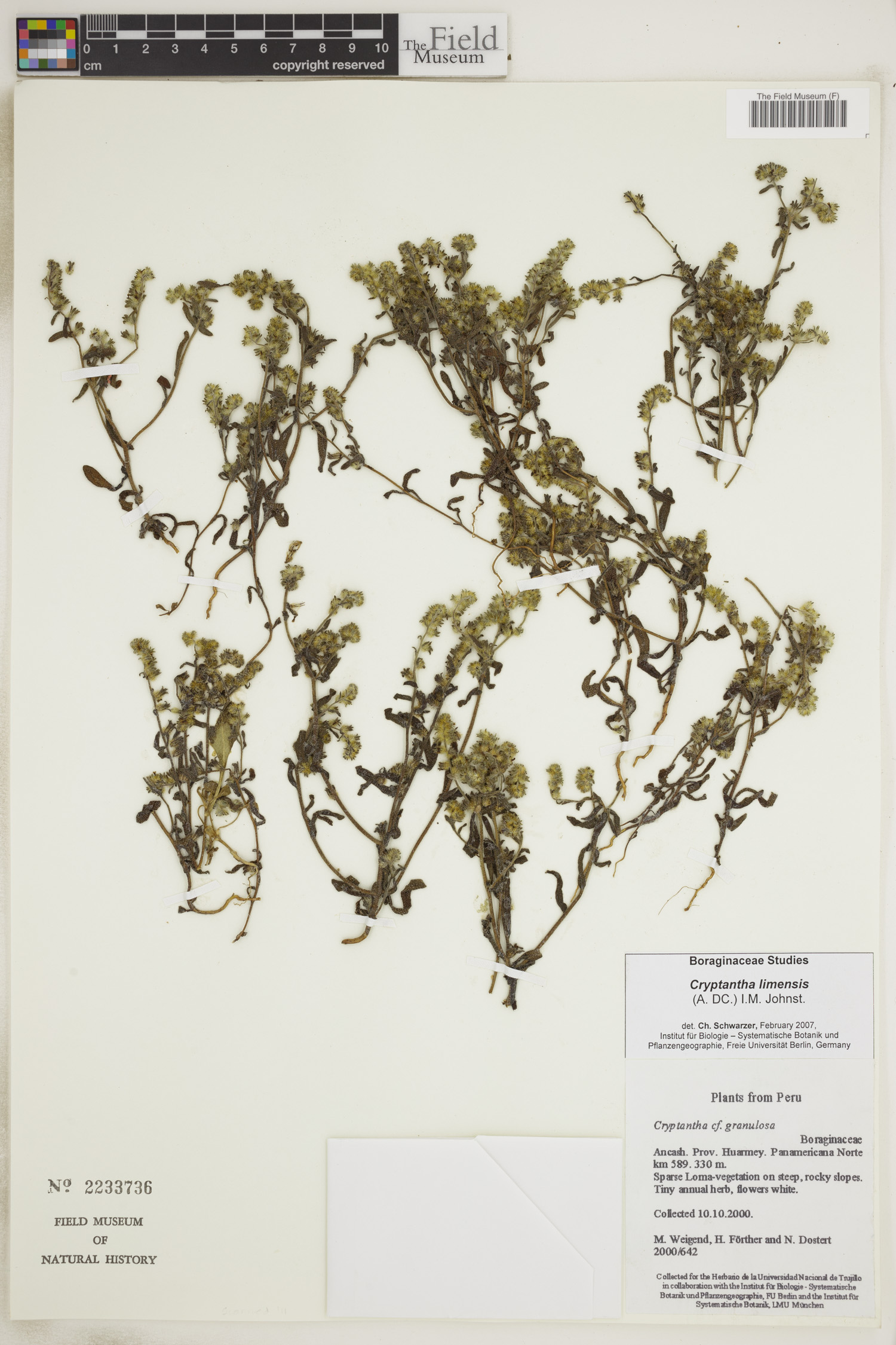 Cryptantha limensis (A.DC.) I.M.Johnst.