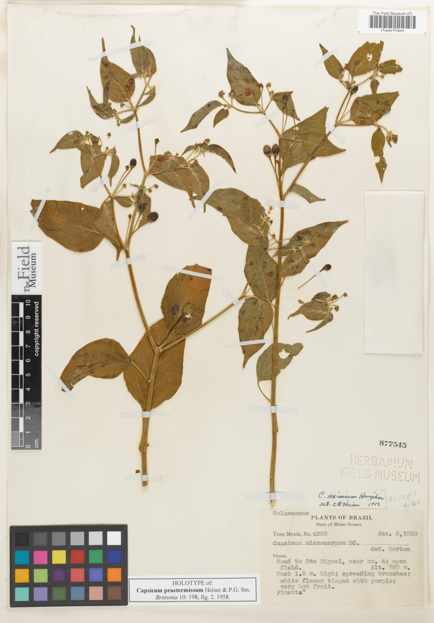 Capsicum praetermissum Heiser & P.G.Sm.