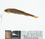 FMNH 3681 | Zoological Collections