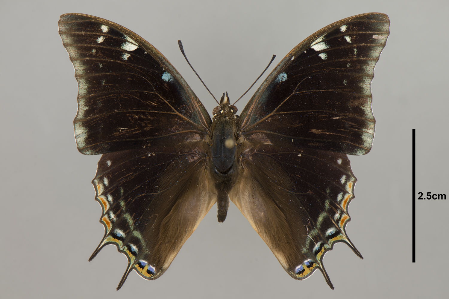 Charaxes viola Butler, 1865