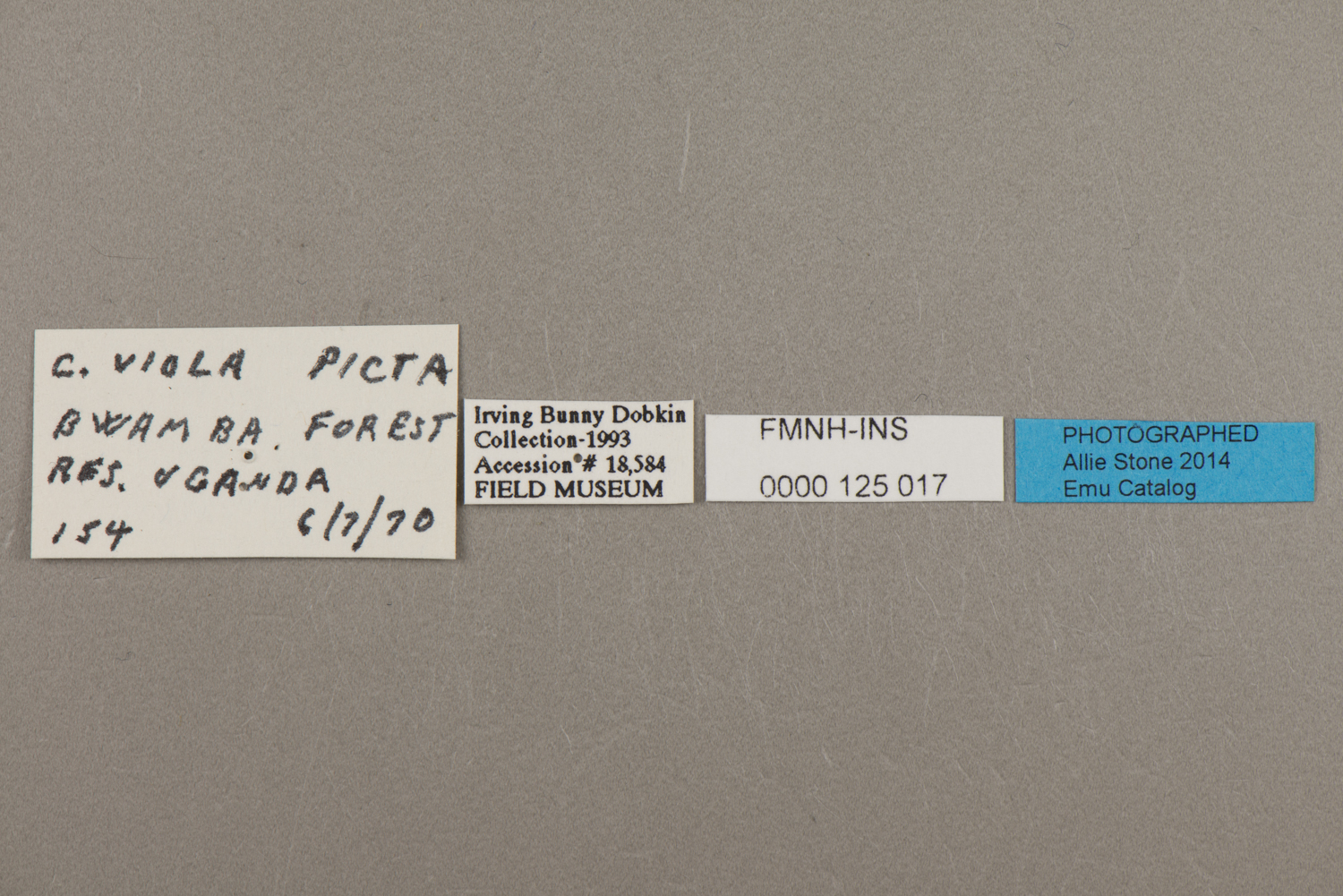 Charaxes viola Butler, 1865