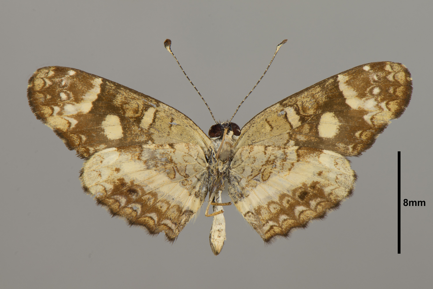 FMNH FMNHINS 0000 124 431 | Zoological Collections