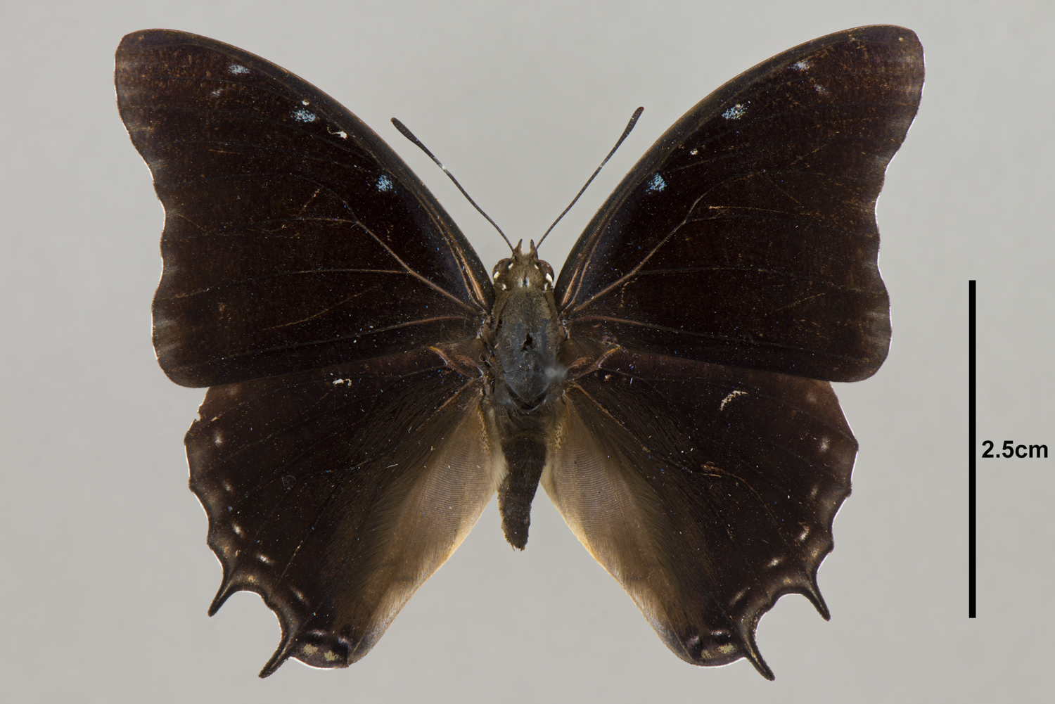 Charaxes viola Butler, 1865