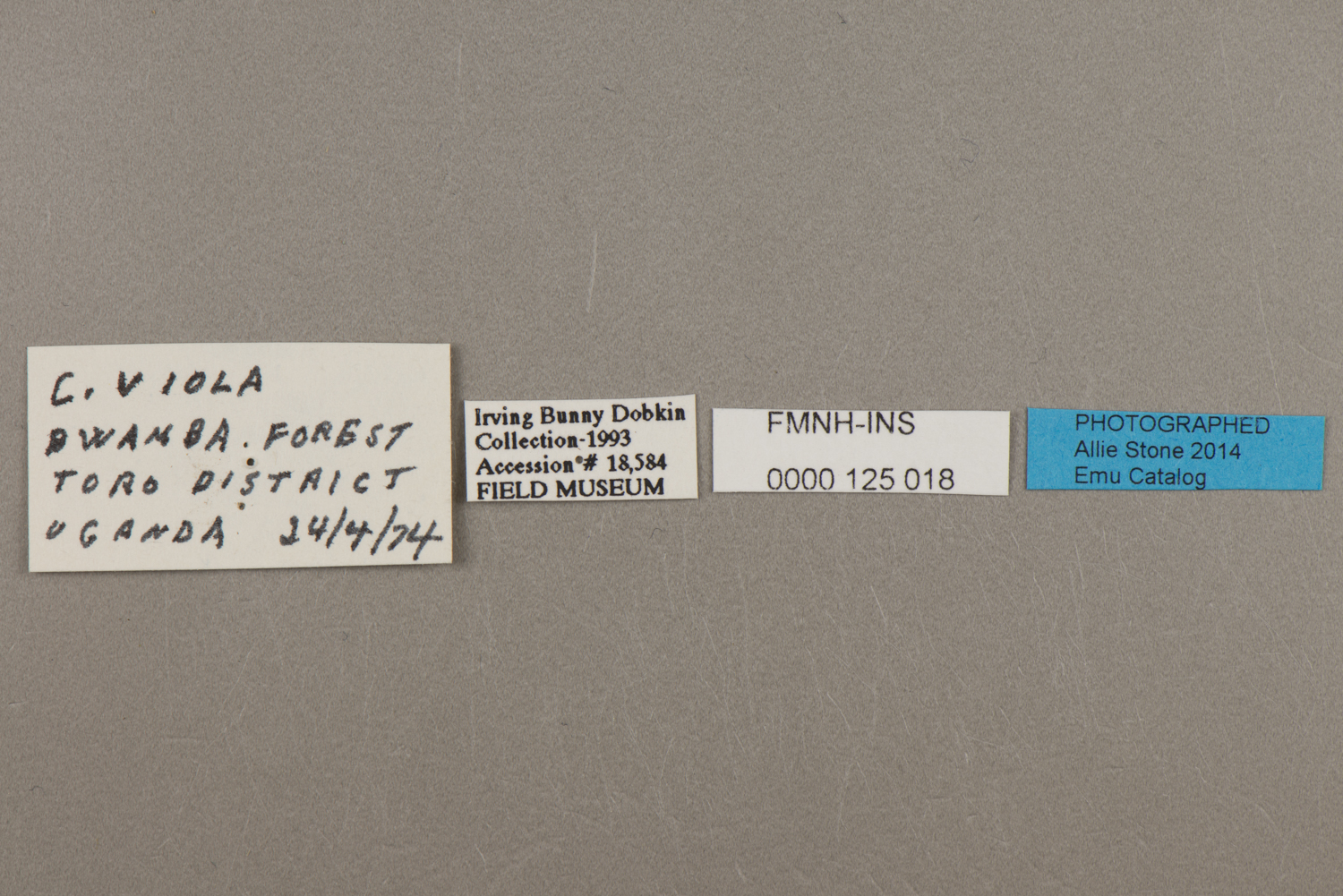 Charaxes viola Butler, 1865