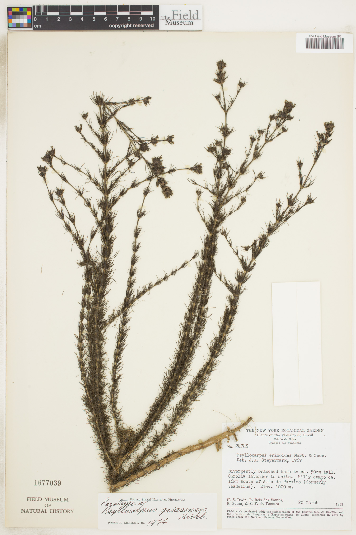 Psyllocarpus goiasensis | Rapid Reference | The Field Museum