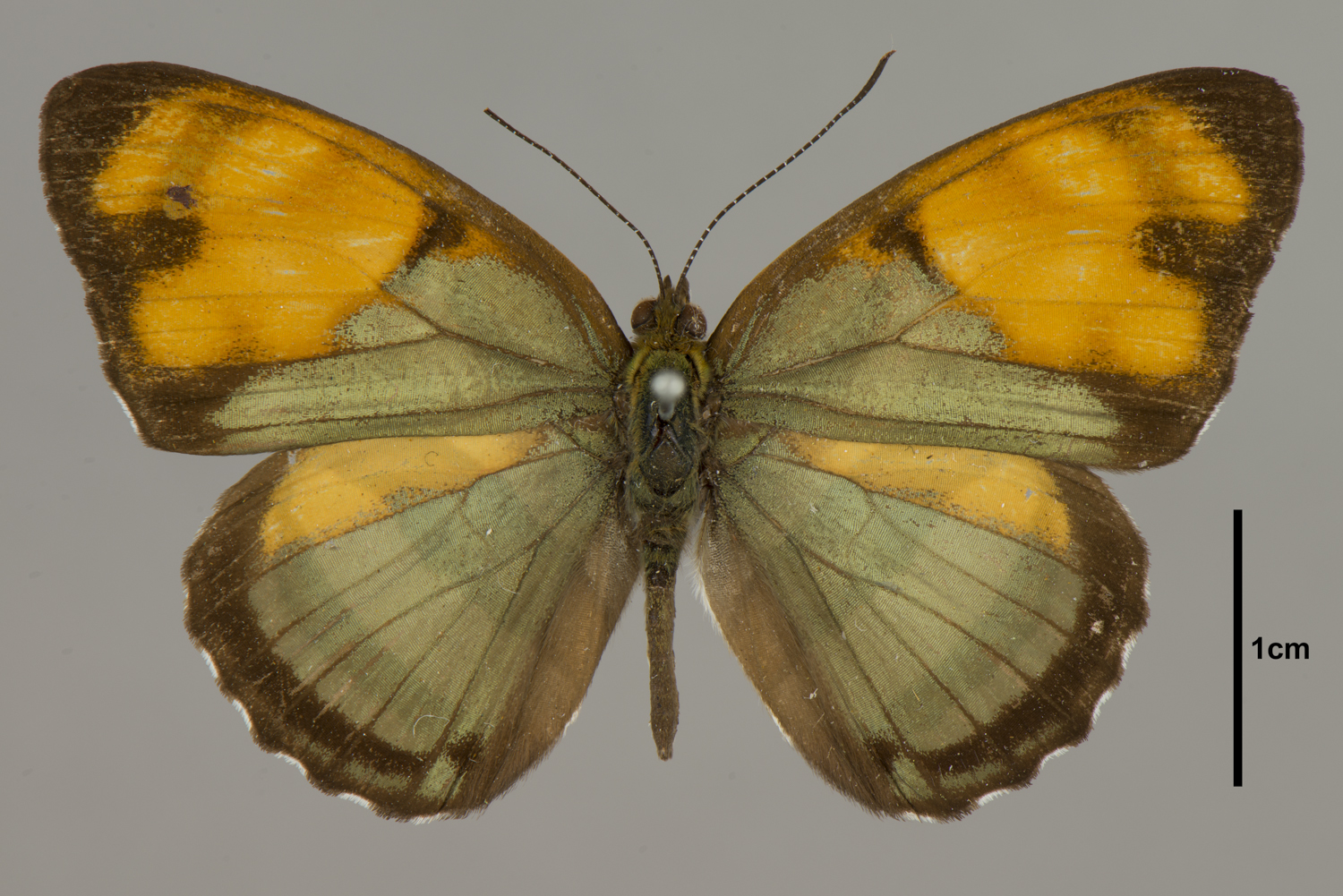 FMNH FMNHINS 0000 124 627 | Zoological Collections