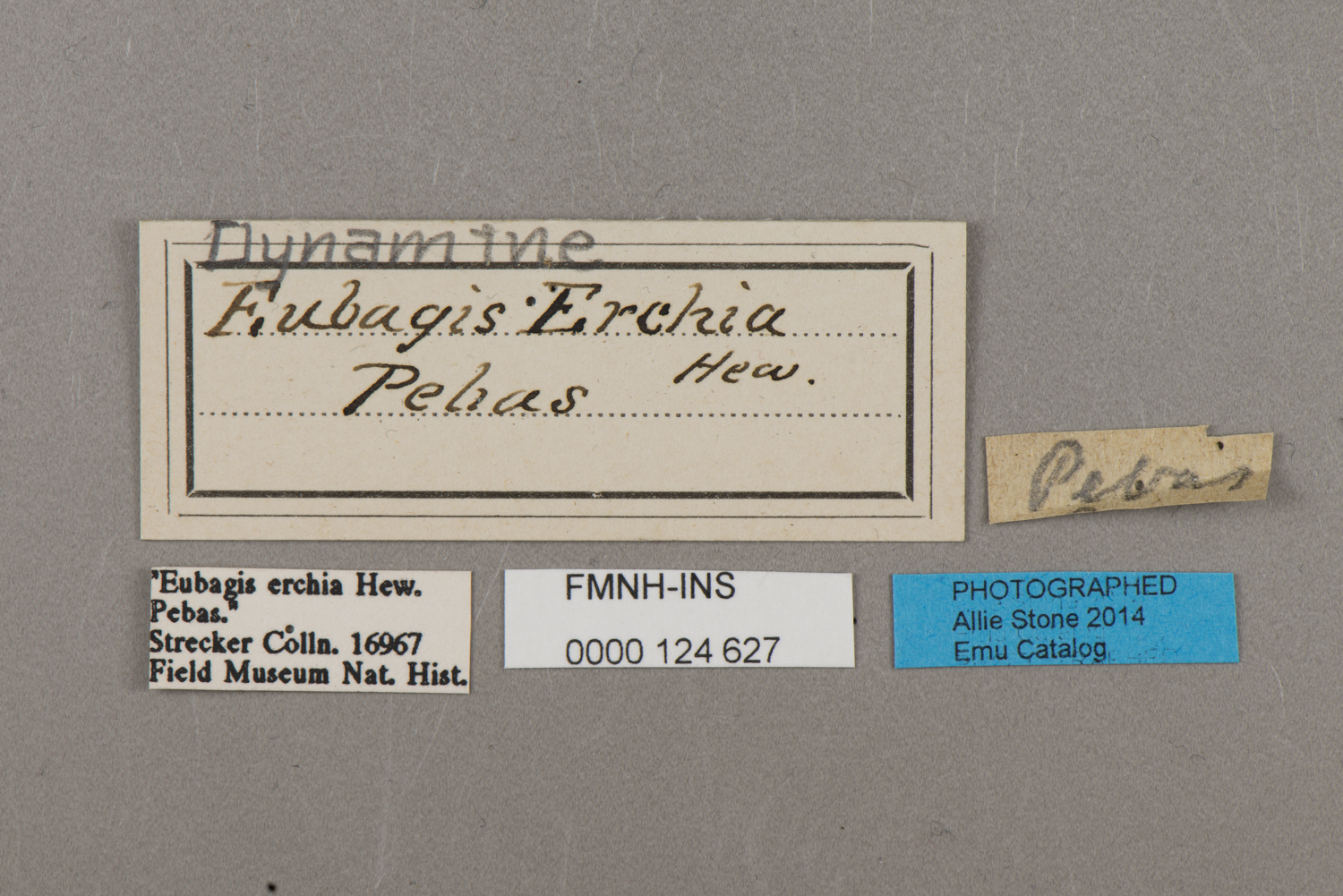 FMNH FMNHINS 0000 124 627 | Zoological Collections