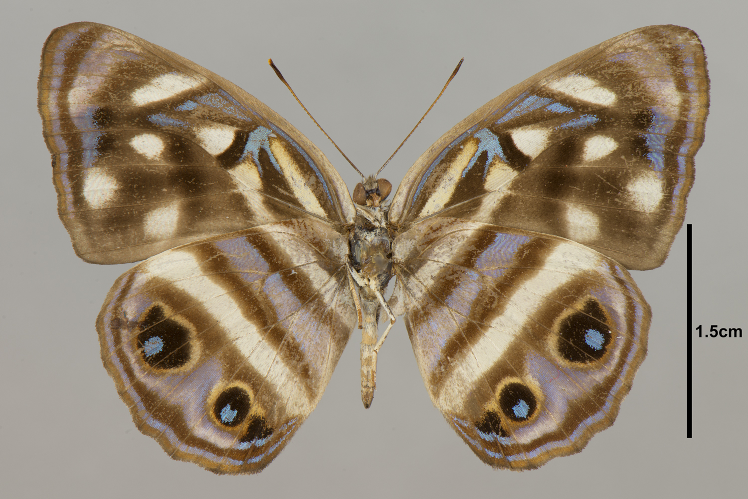 FMNH FMNHINS 0000 124 635 | Zoological Collections