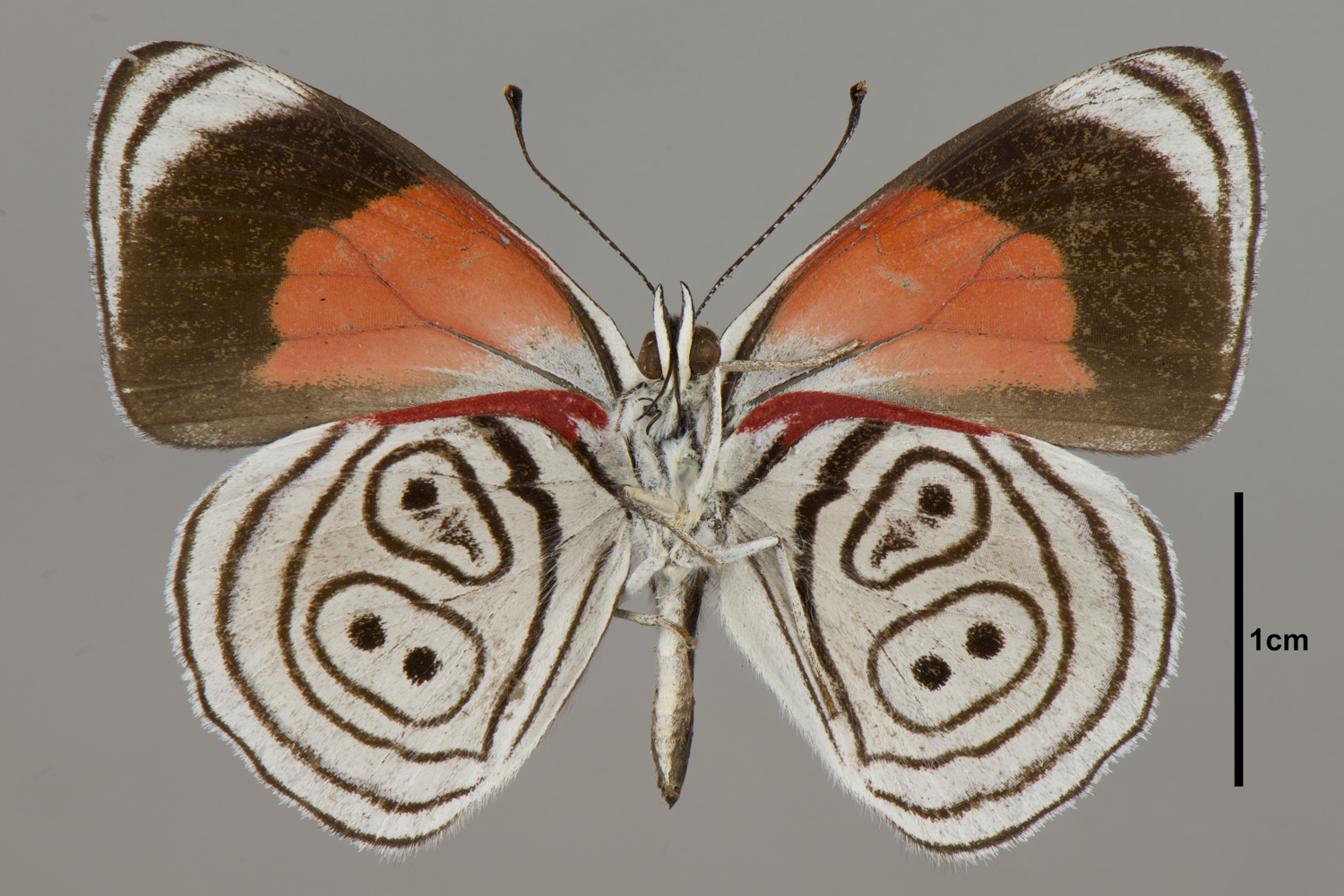 FMNH FMNHINS 0000 124 662 | Zoological Collections