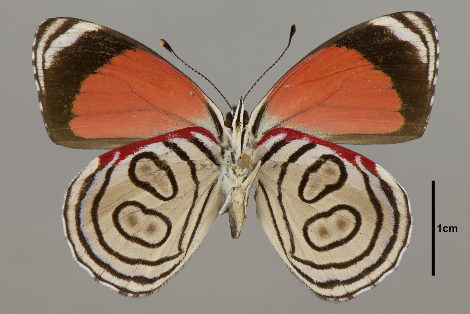 FMNH FMNHINS 0000 124 666 | Zoological Collections