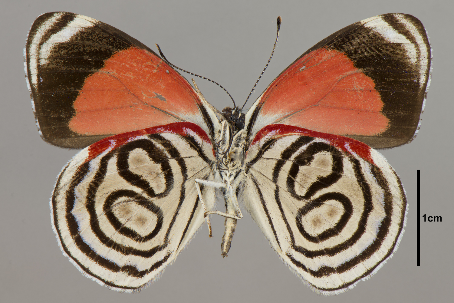 FMNH FMNHINS 0000 124 667 | Zoological Collections