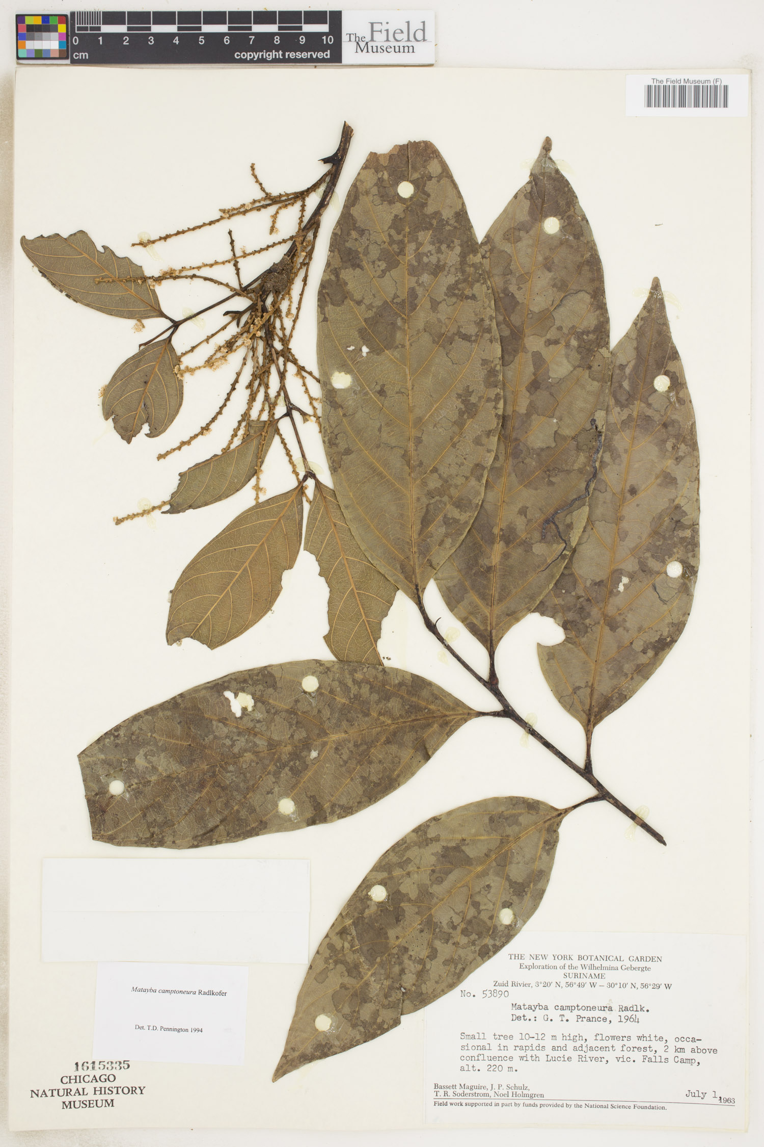 HVAA - Occurrence Profile