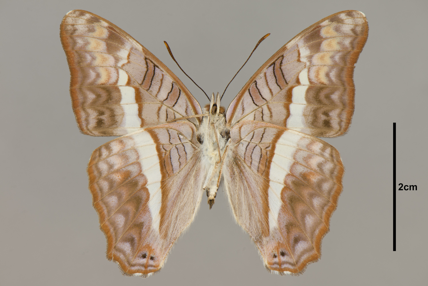 FMNH FMNHINS 0000 124 719 | Zoological Collections