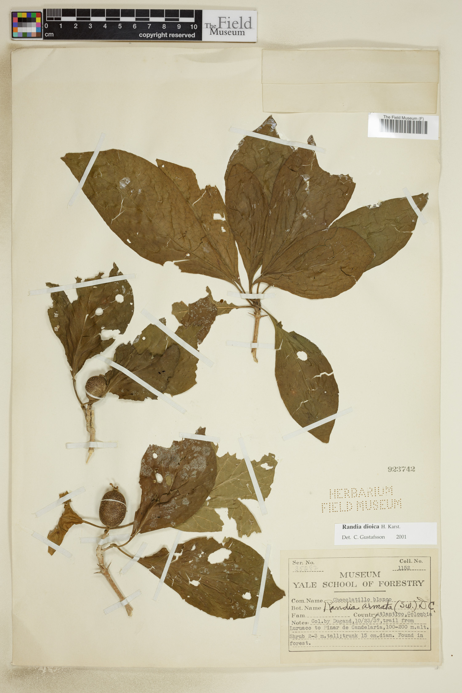 Randia dioica H.Karst.