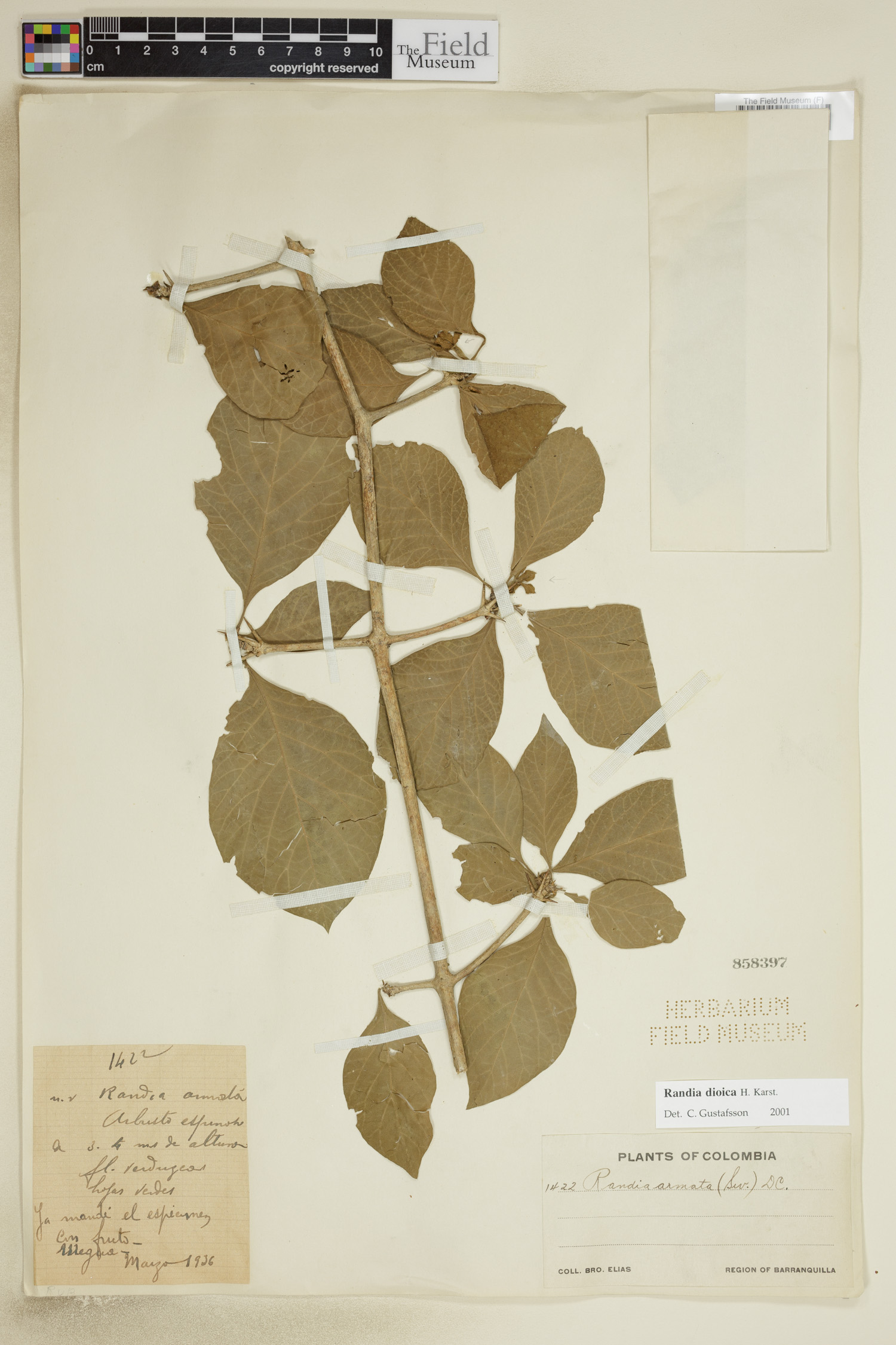 Randia dioica H.Karst.