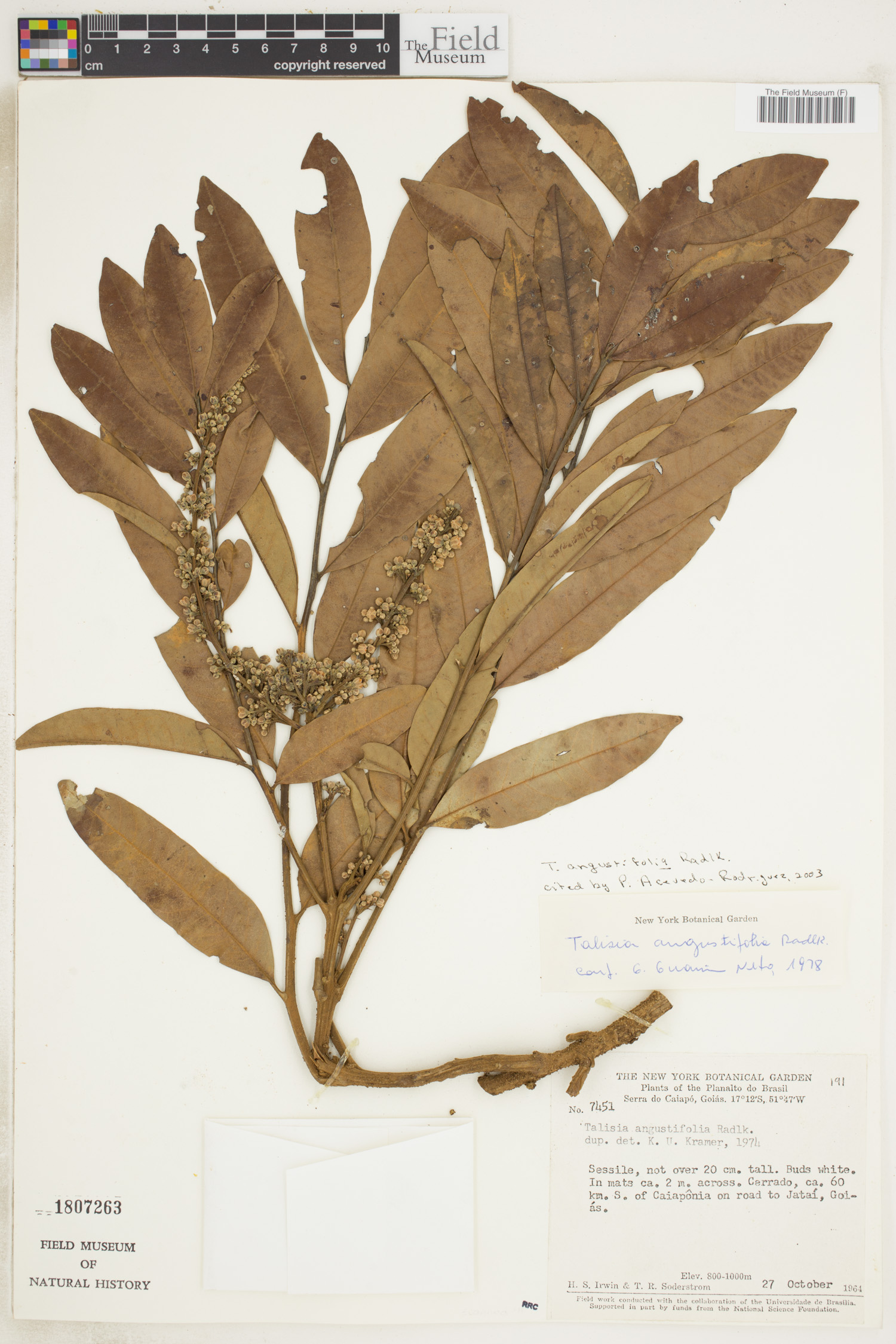 Talisia angustifolia Radlk.