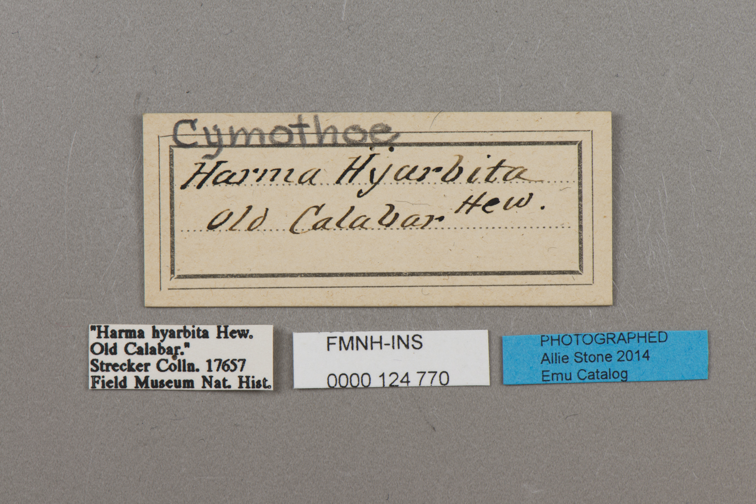 Cymothoe hyarbita Hewitson, 1866