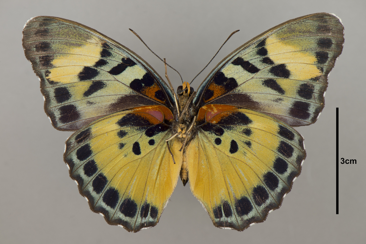 FMNH FMNHINS 0000 124 863 | Zoological Collections