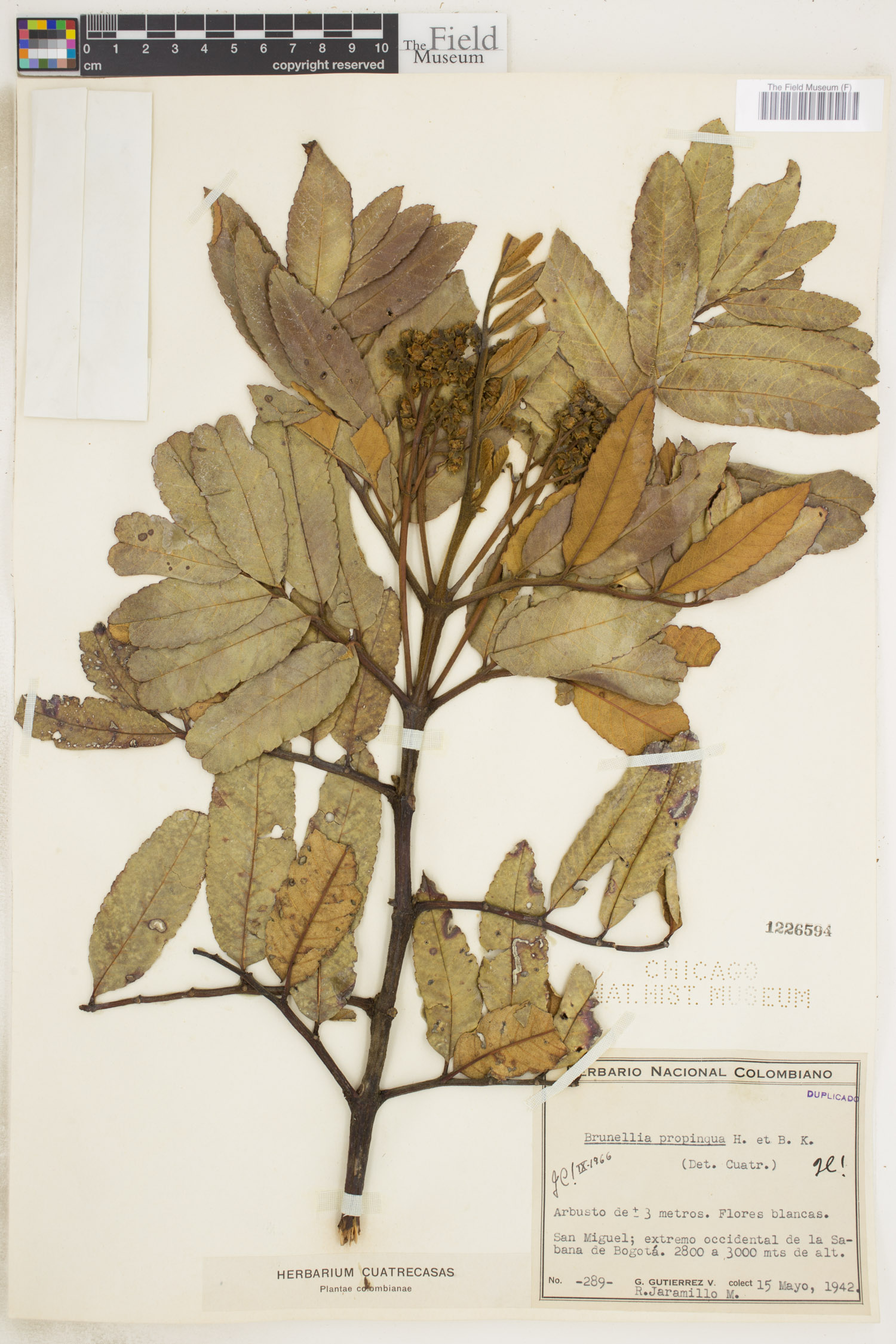 Brunellia propinqua Kunth