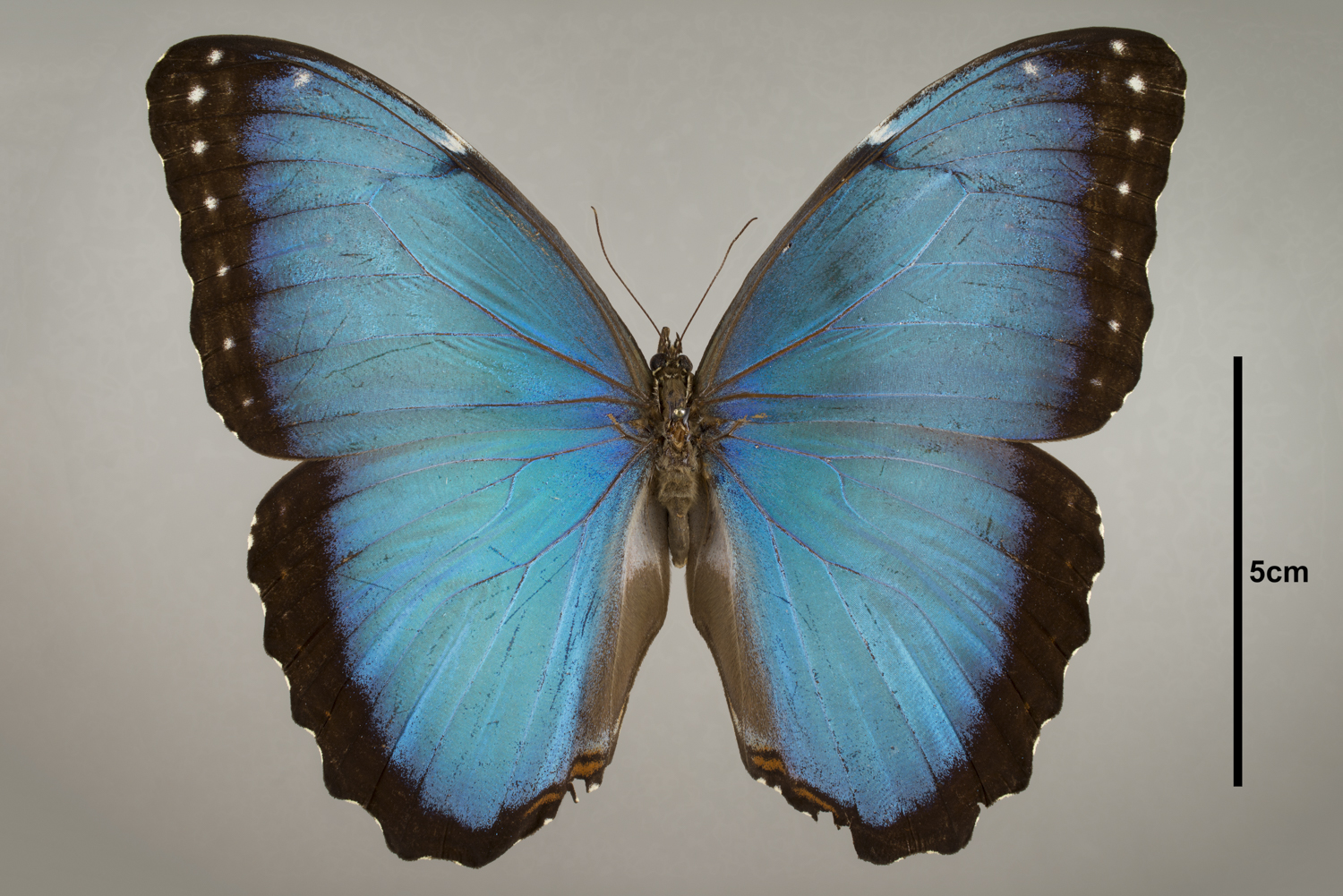 FMNH FMNHINS 0000 125 301 | Zoological Collections