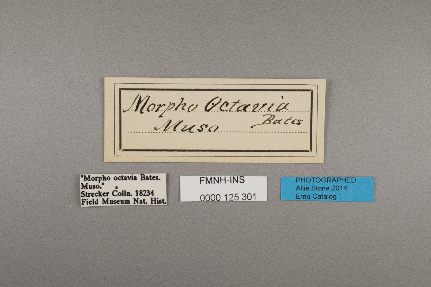 FMNH FMNHINS 0000 125 301 | Zoological Collections