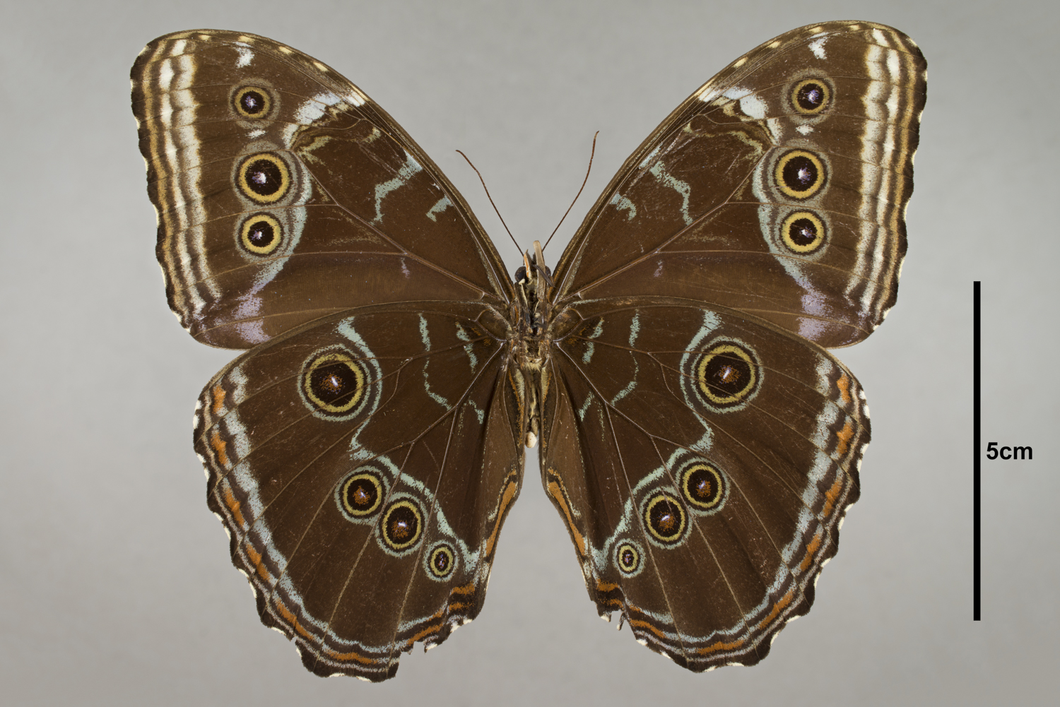 FMNH FMNHINS 0000 125 301 | Zoological Collections