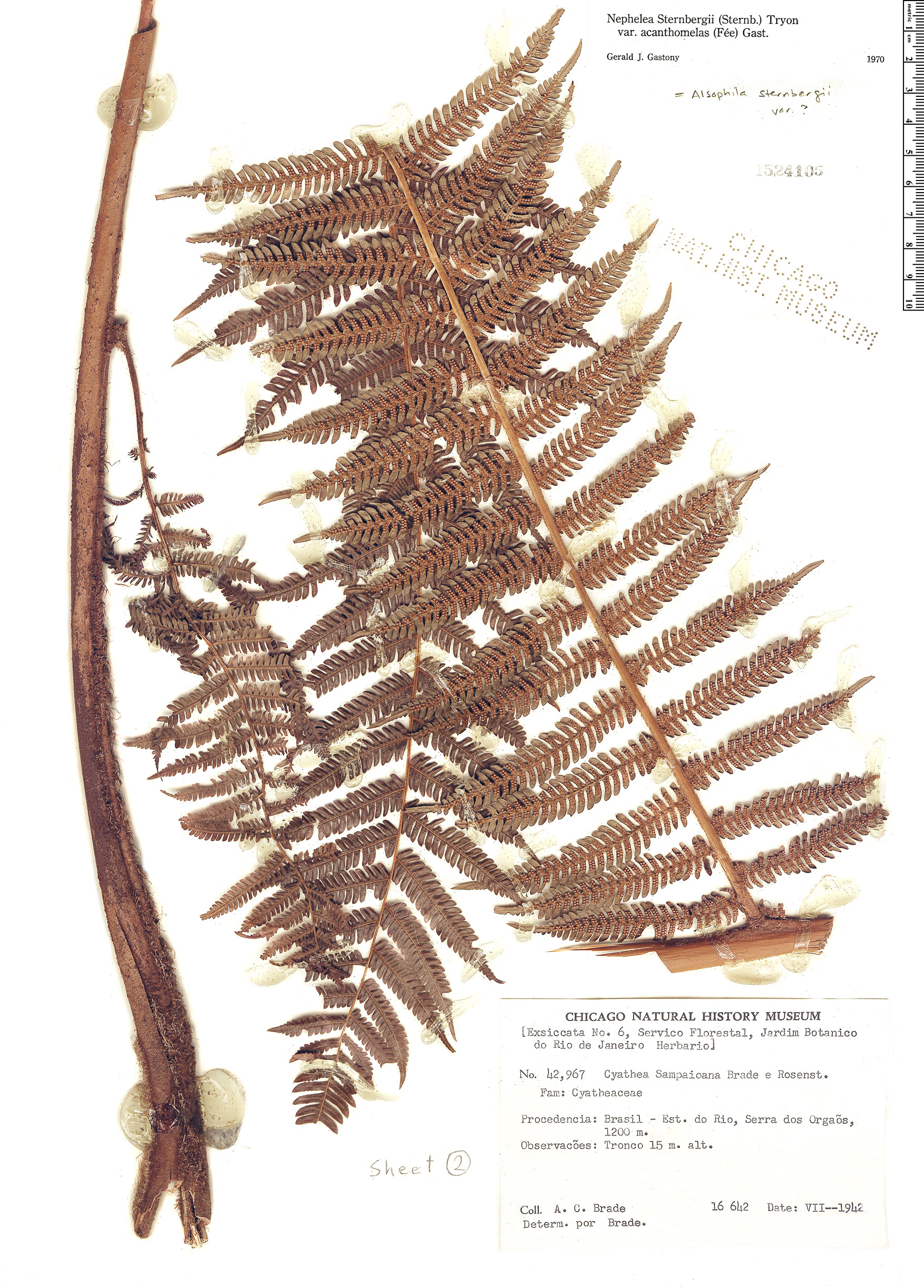 Alsophila sternbergii | Herbário Rapid Reference | The Field Museum