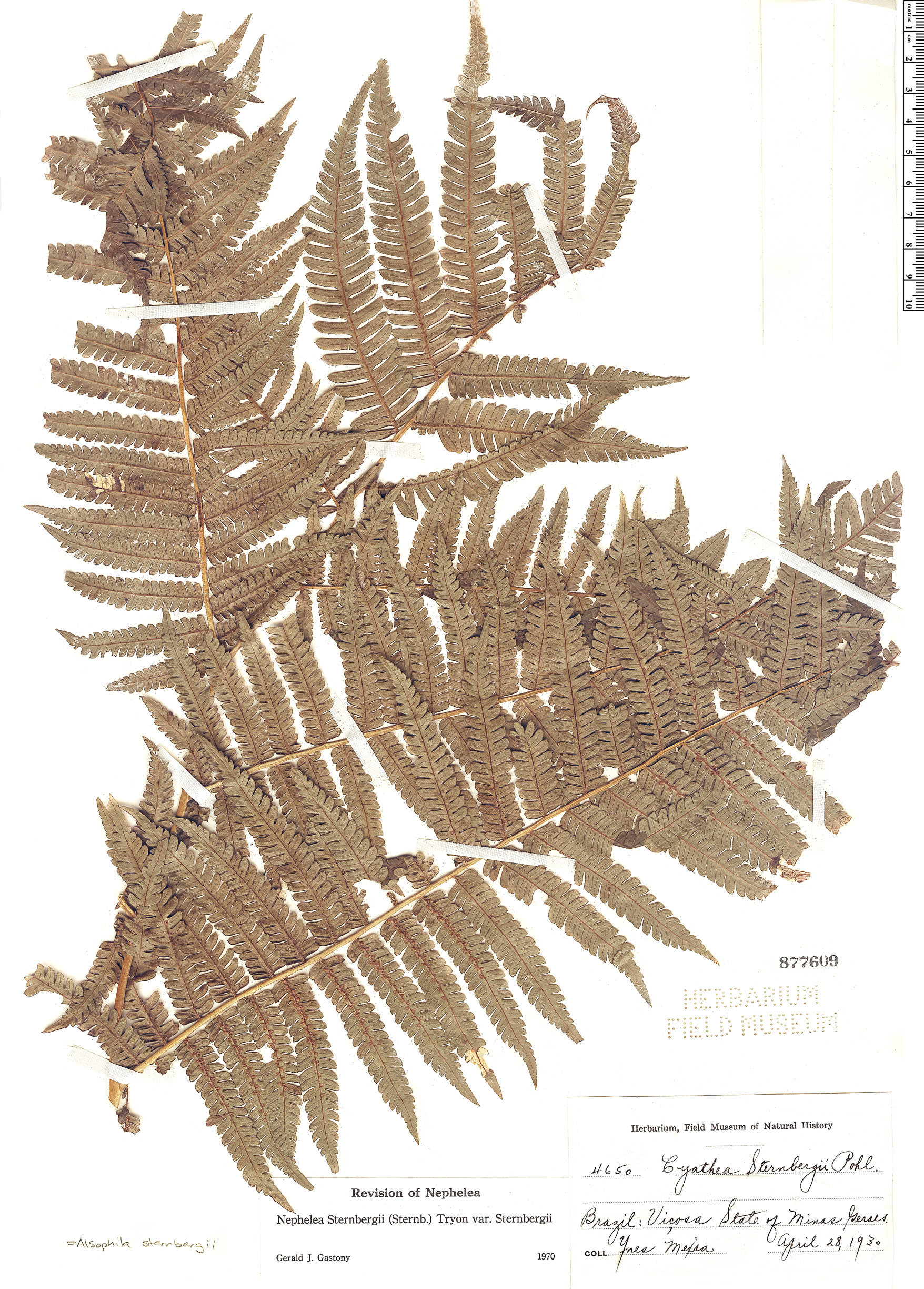 Alsophila sternbergii | Herbário Rapid Reference | The Field Museum