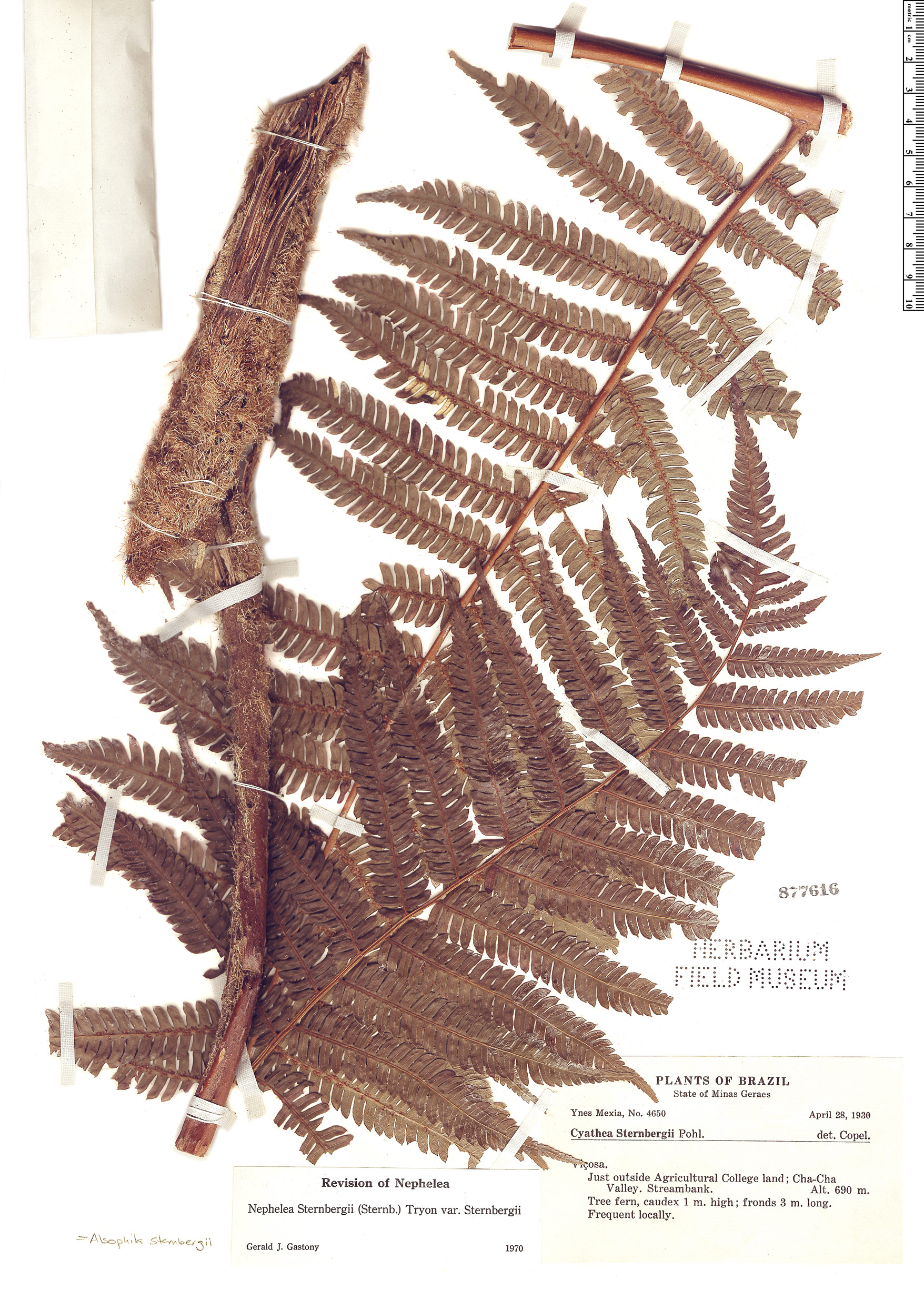 Alsophila sternbergii | Rapid Reference | The Field Museum