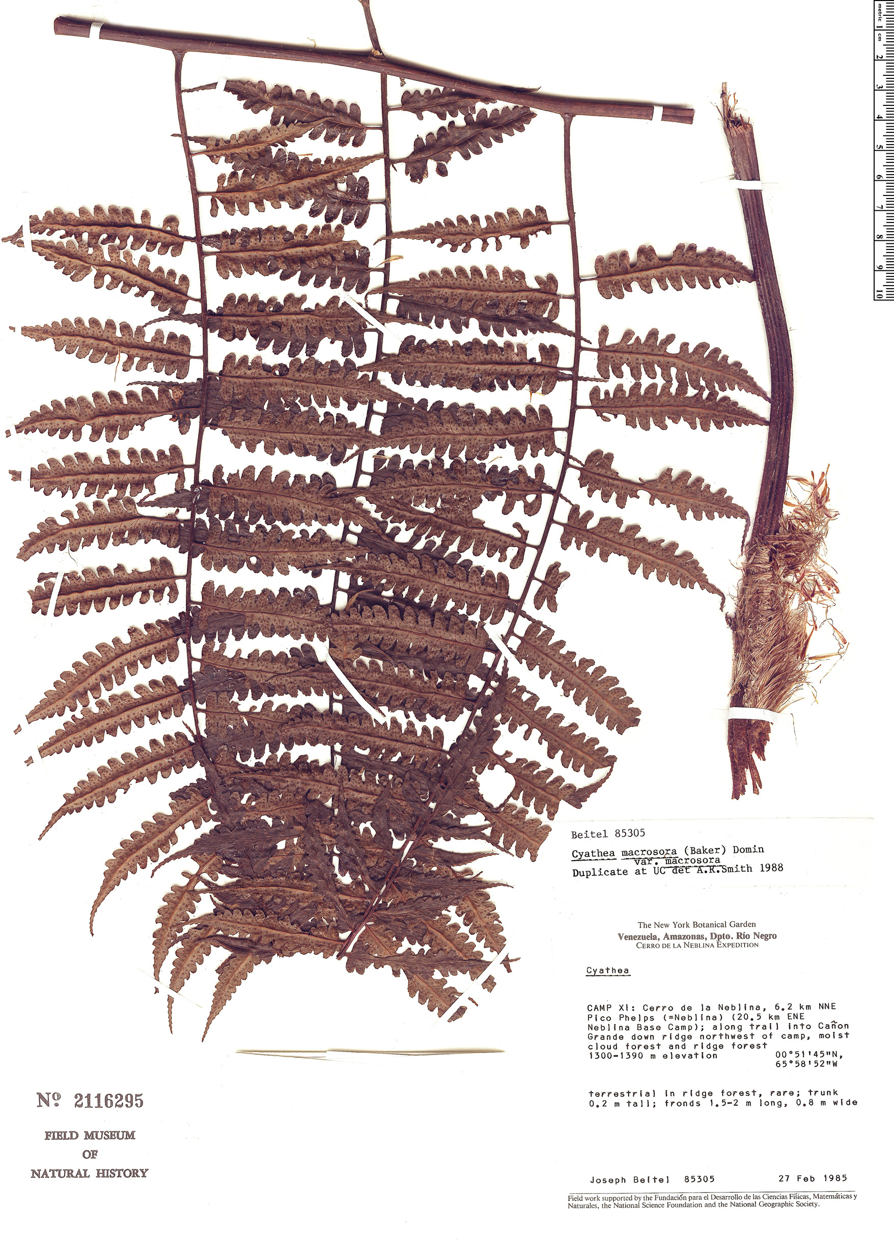 Cyathea macrosora | Rapid Reference | The Field Museum