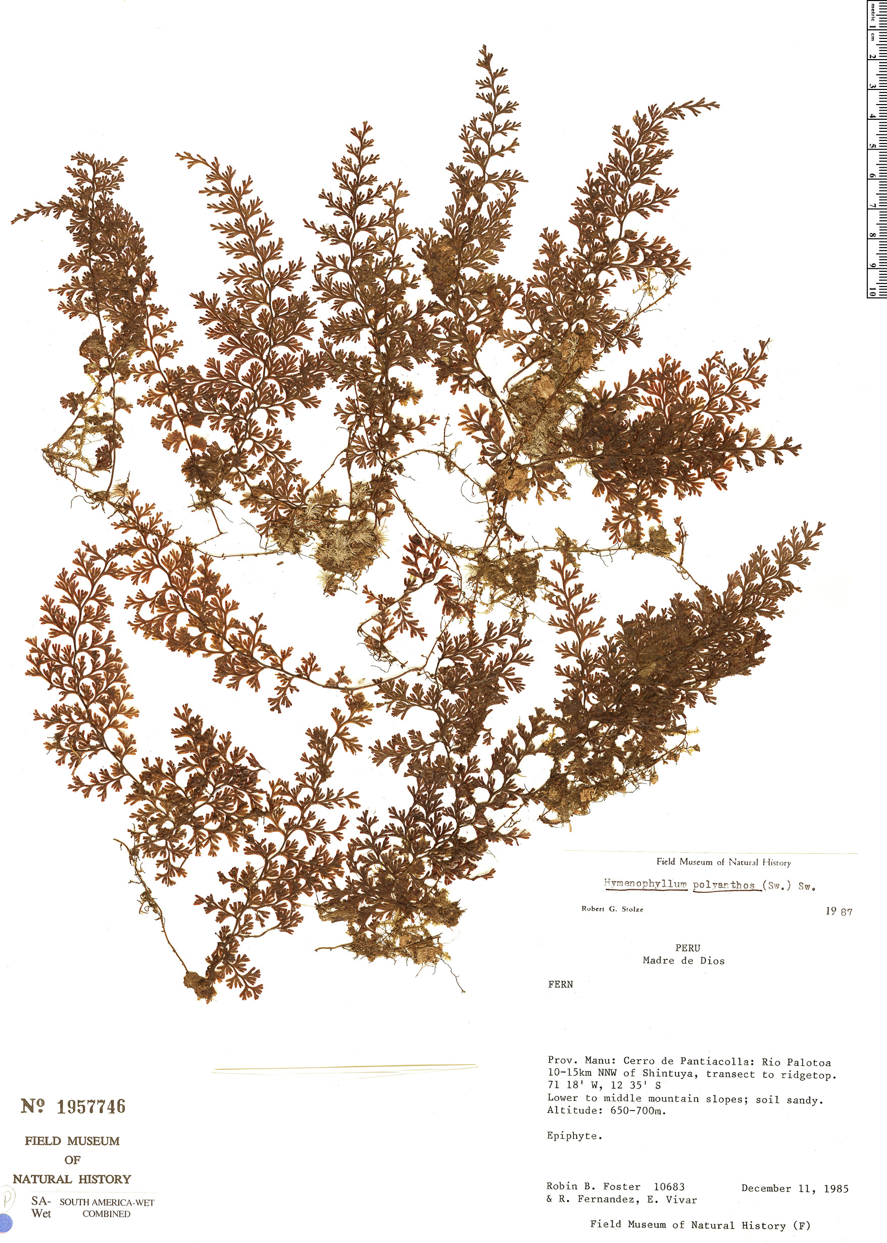 Hymenophyllum polyanthos | Rapid Reference | The Field Museum