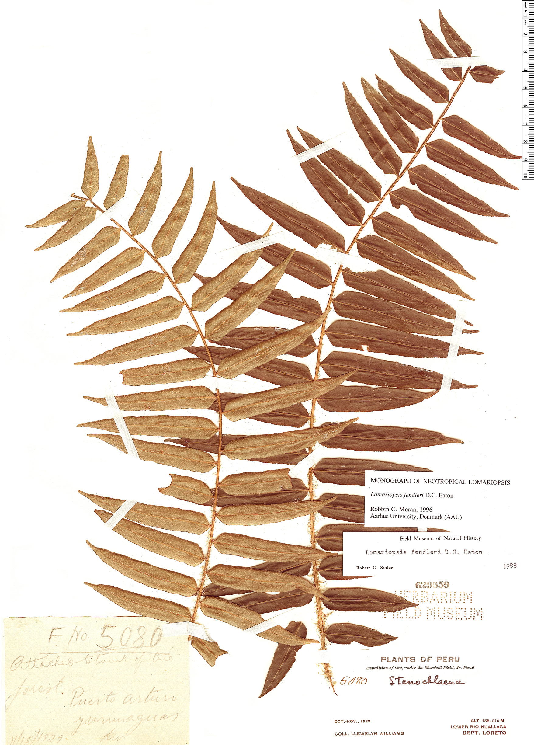 Lomariopsis fendleri | Rapid Reference | The Field Museum