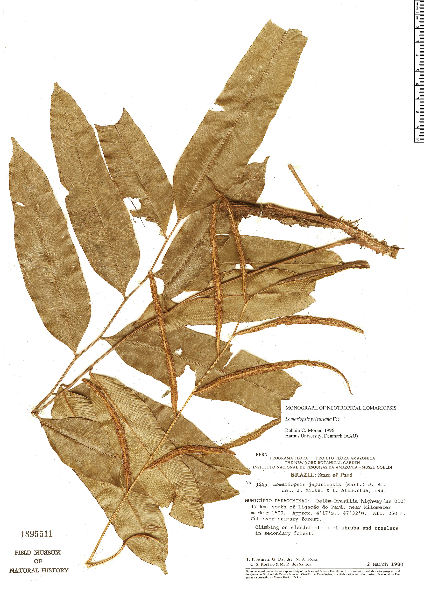 Lomariopsis prieuriana | Rapid Reference | The Field Museum