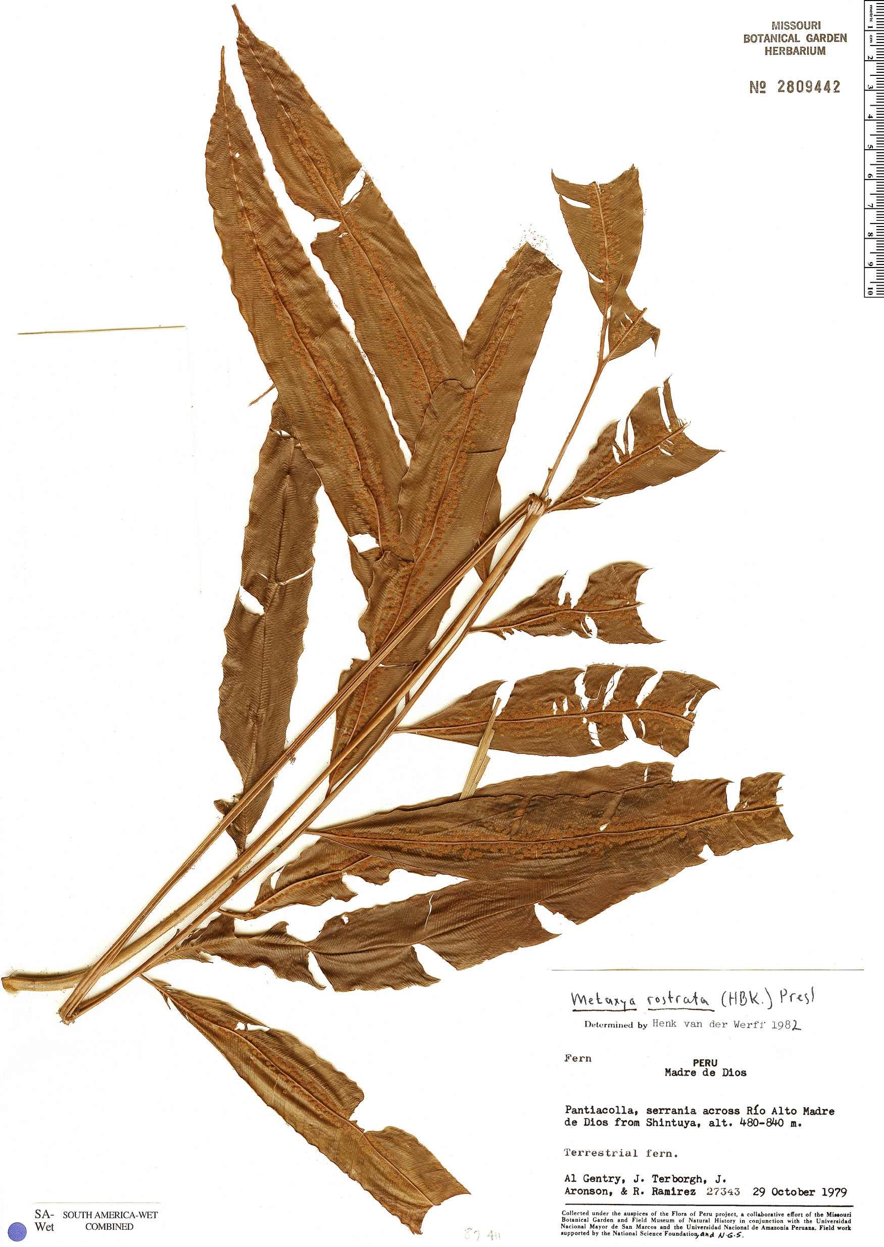 Metaxya rostrata | Rapid Reference | The Field Museum